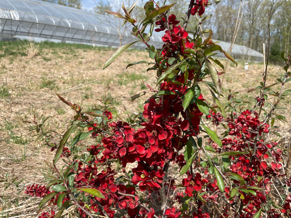 Chaenomeles japonica, 'Kurokoji' Japanese Flowering Quince – Cricket Hill Garden