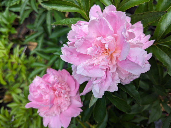 Paeonia lactifora 'Mons. Jules Elie' herbaceous peony PICK UP – Cricket Hill Garden