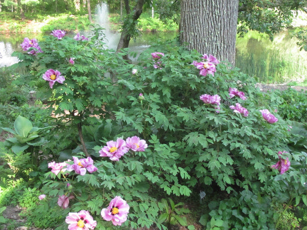 How to Plant a Tree Peony – Cricket Hill Garden