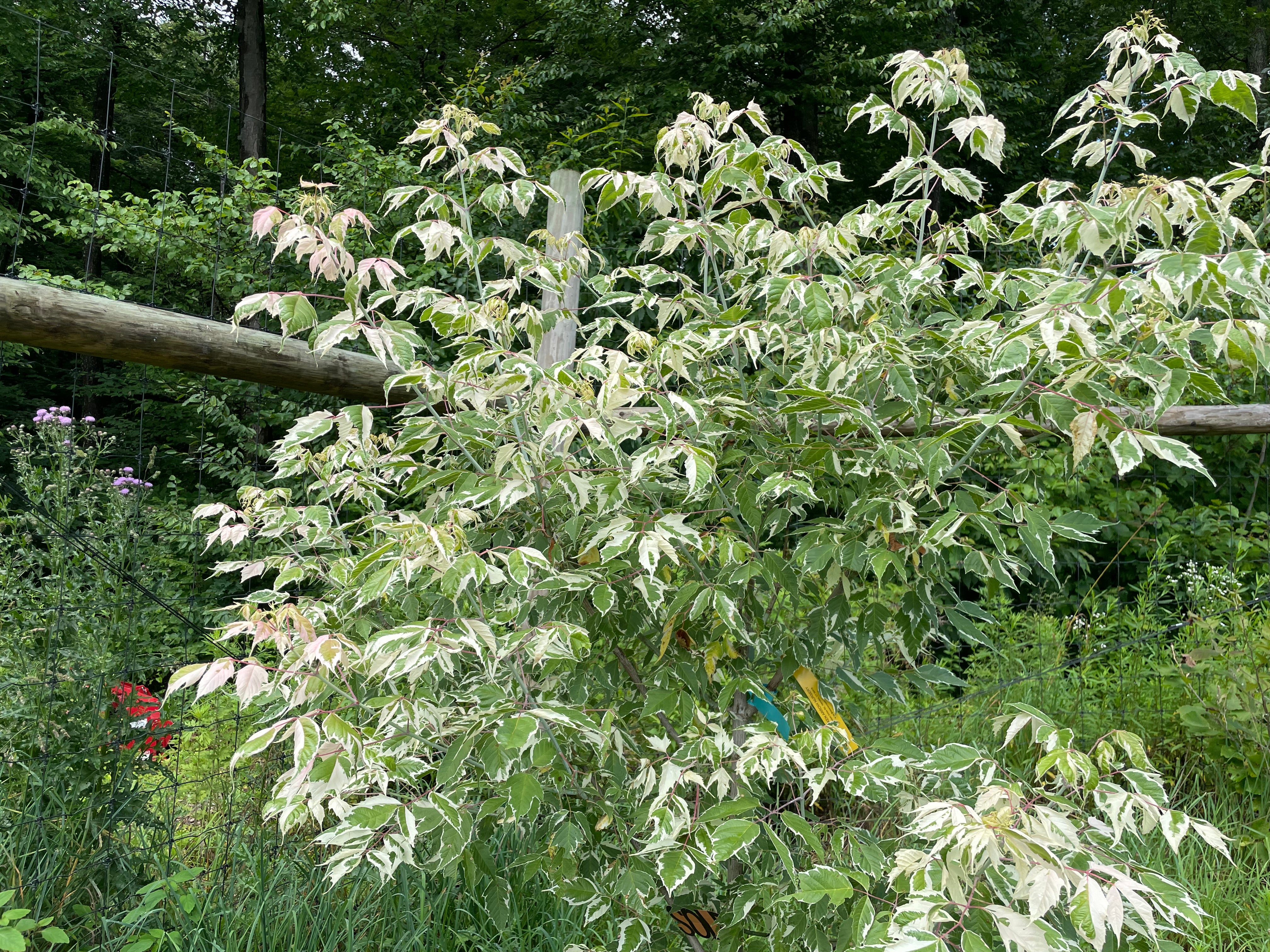Acer negundo, 'Flamingo' Box Elder – Cricket Hill Garden