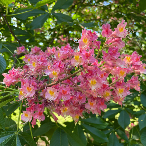chestnut tree flowers