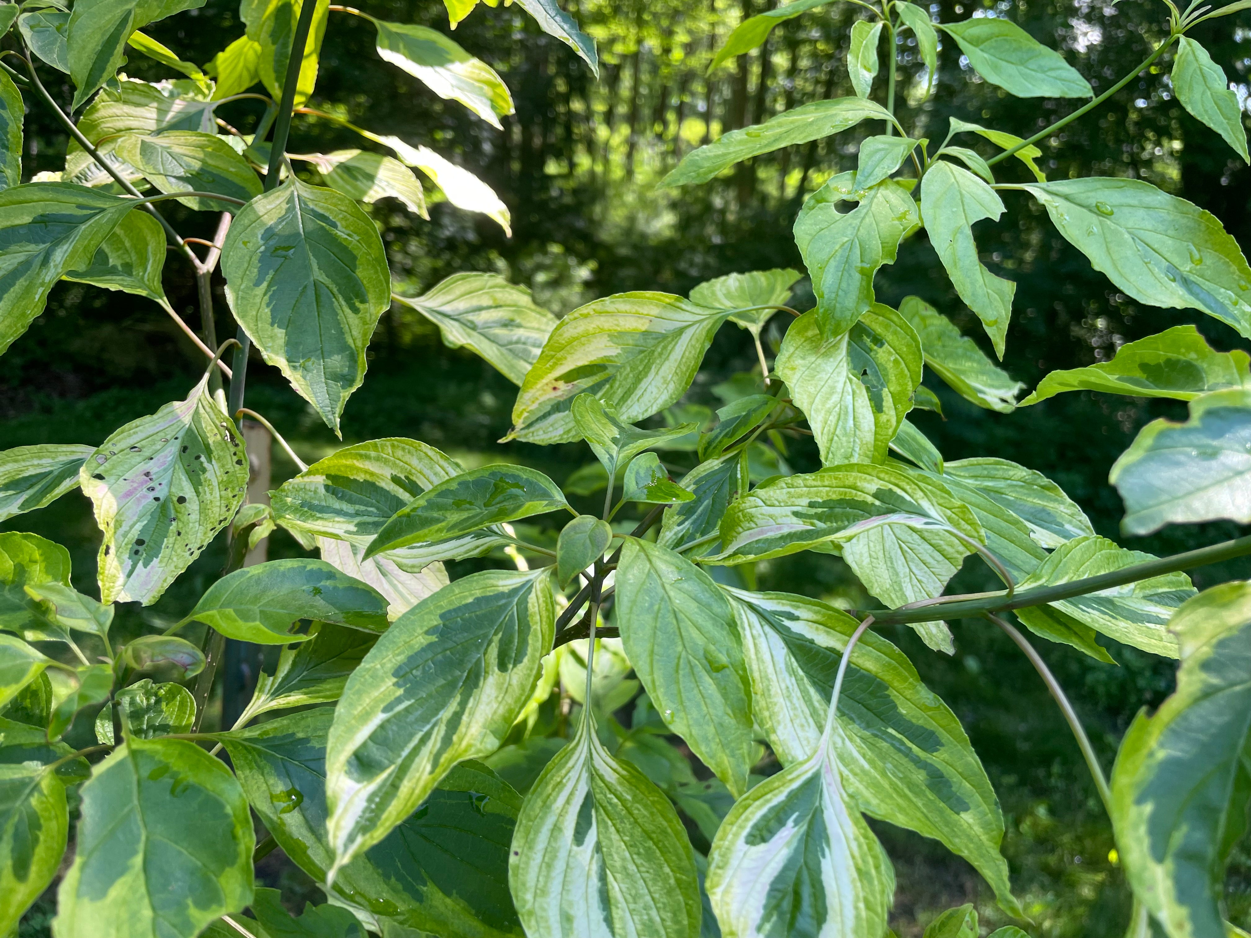 Cornus controversa, 'Janine' variegated giant dogwood – Cricket Hill Garden