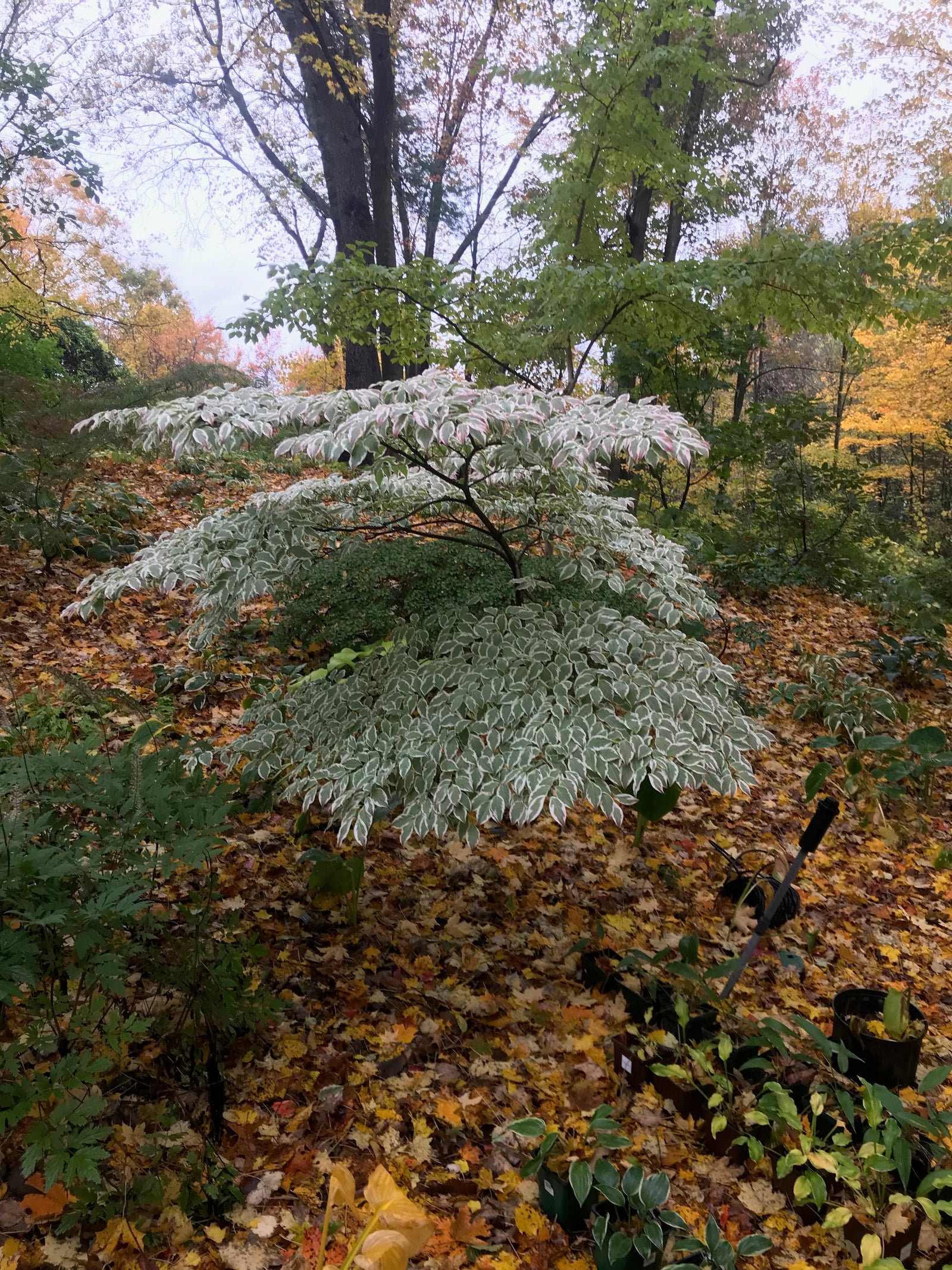 variegated cornus tree
