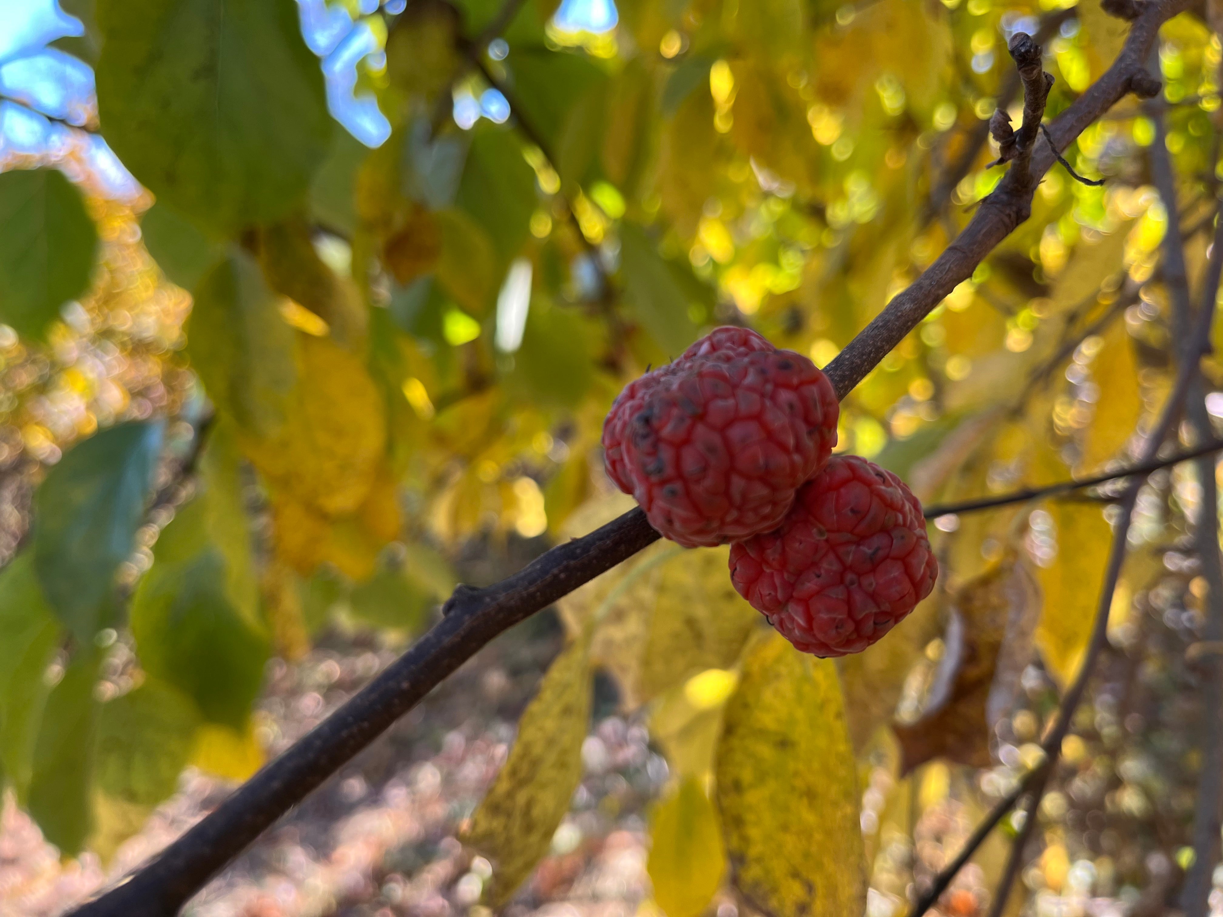 Cudrania, 'Edible Landscaping Seedless' Che Chinese melonberry ...