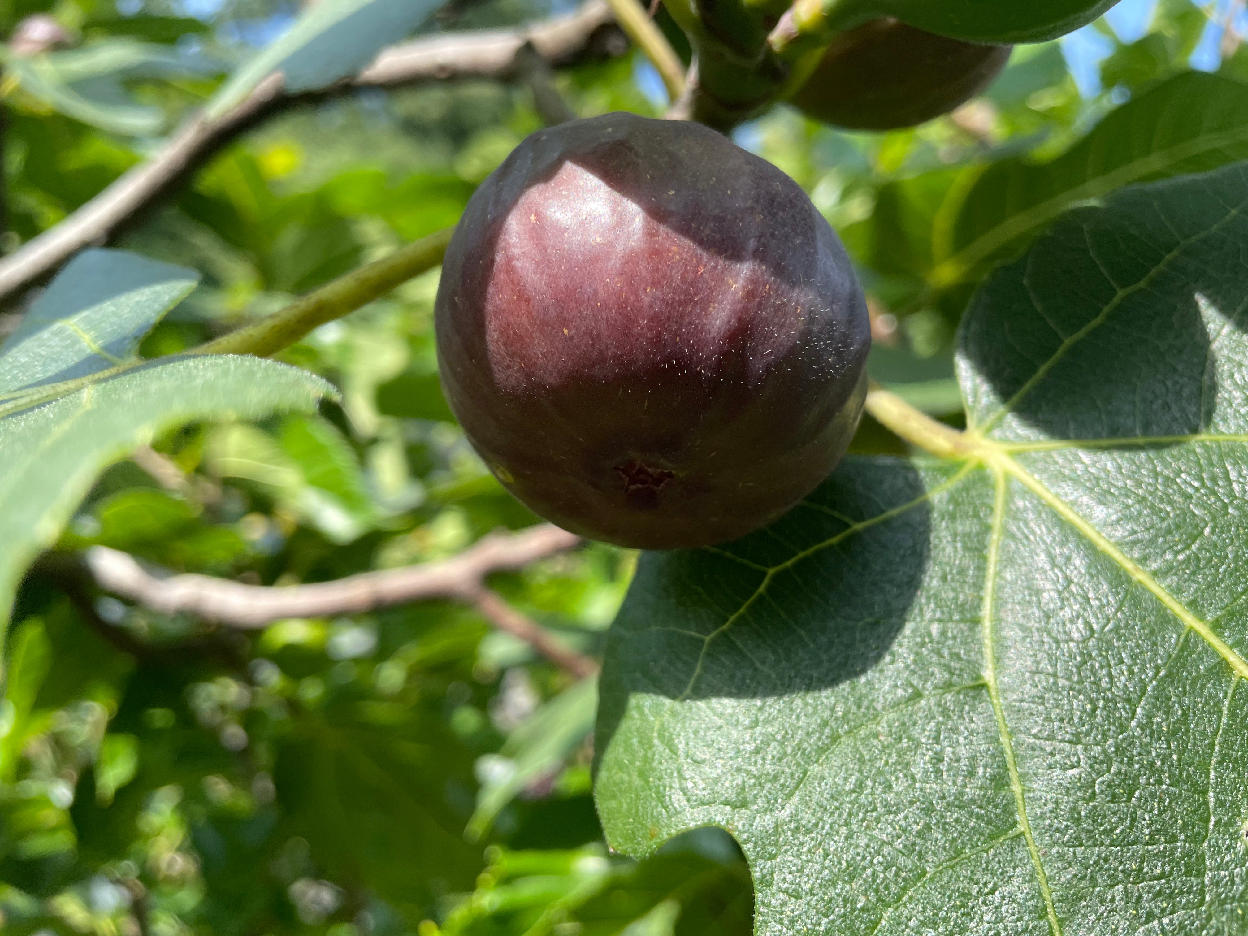 Ficus carica, Windsor Terrace Purple Fig – Cricket Hill Garden