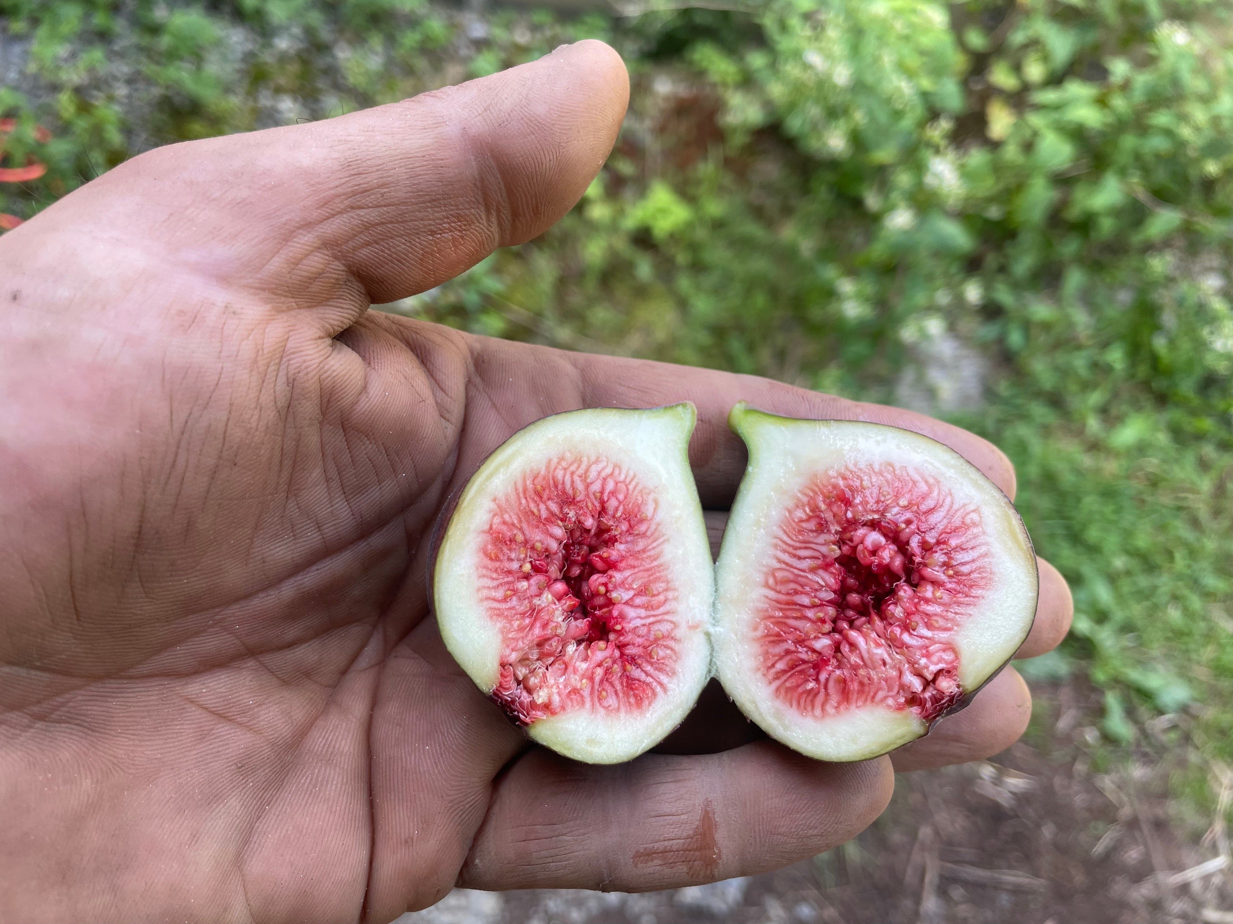 Ficus carica, Windsor Terrace Purple Fig – Cricket Hill Garden