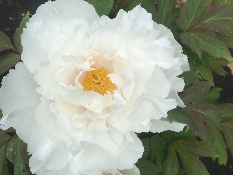 Flight of Cranes | Japanese Tree Peony – Cricket Hill Garden