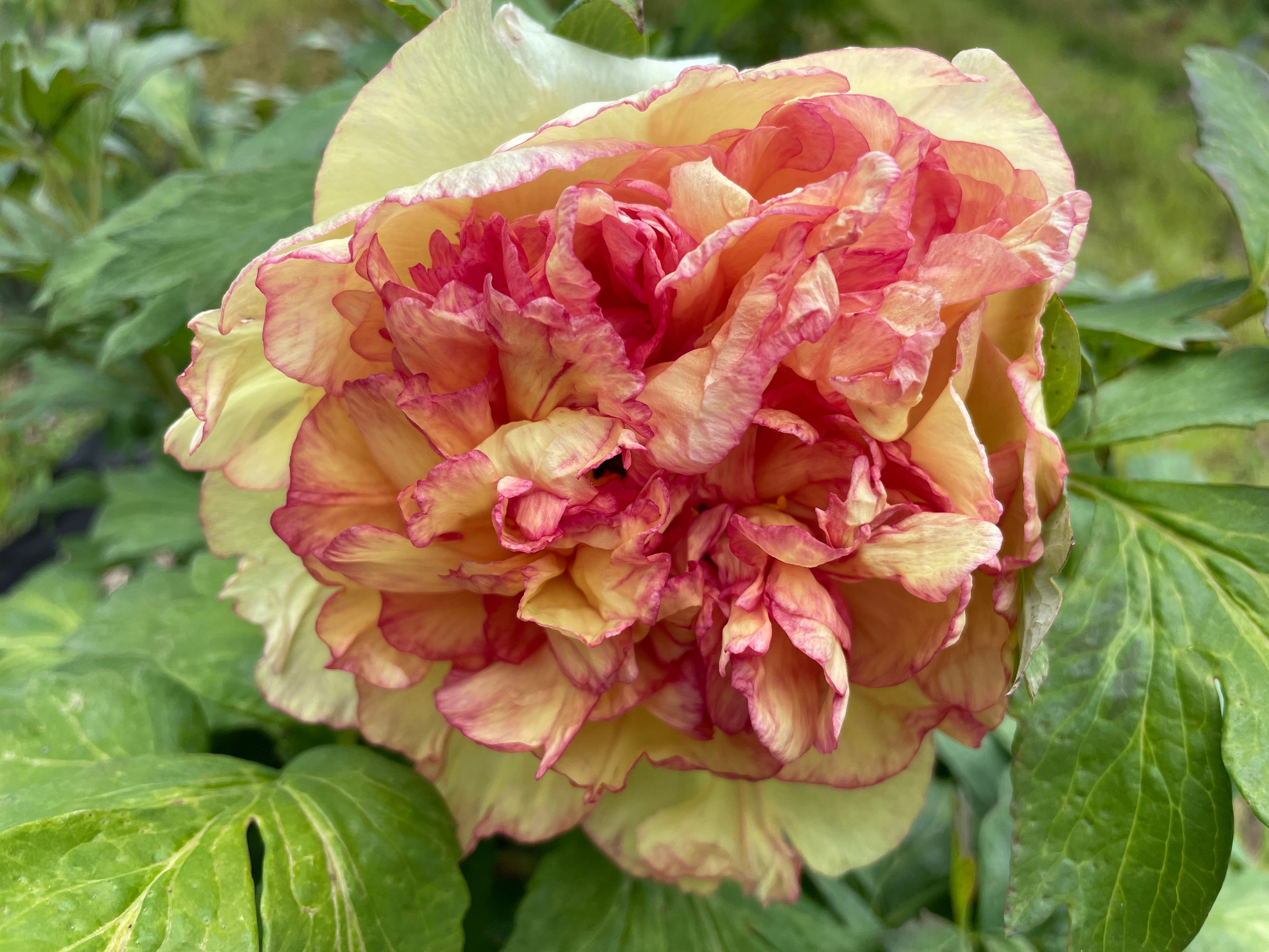 Paeonia, 'Southern Beauty' hybrid tree peony – Cricket Hill Garden