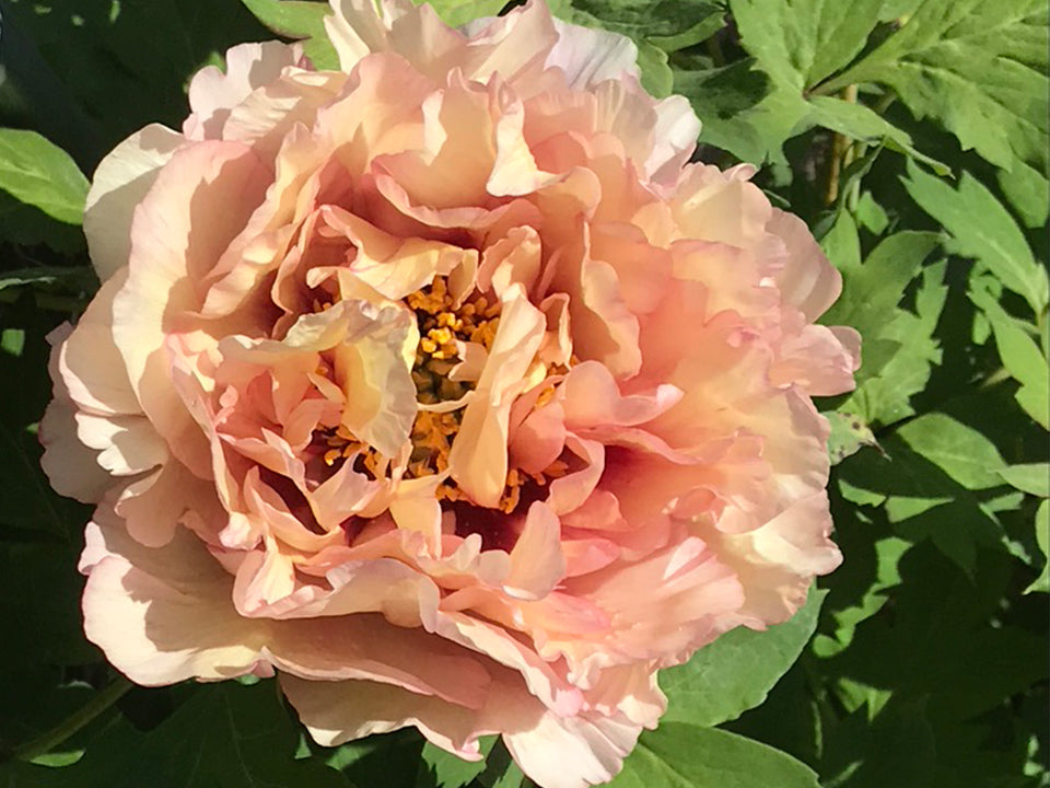 Paeonia, 'Coral Star' hybrid tree peony – Cricket Hill Garden