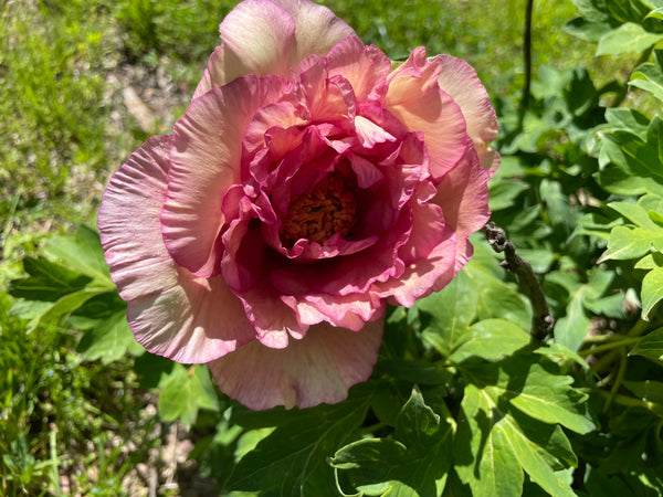 Paeonia, 'Bellbird' hybrid tree peony – Cricket Hill Garden