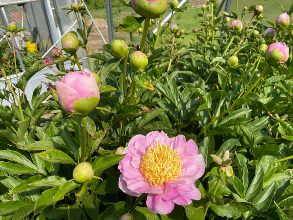 Garden Lace | Pink Hybrid Herbaceous Peony, Pesticide-Free – Cricket ...