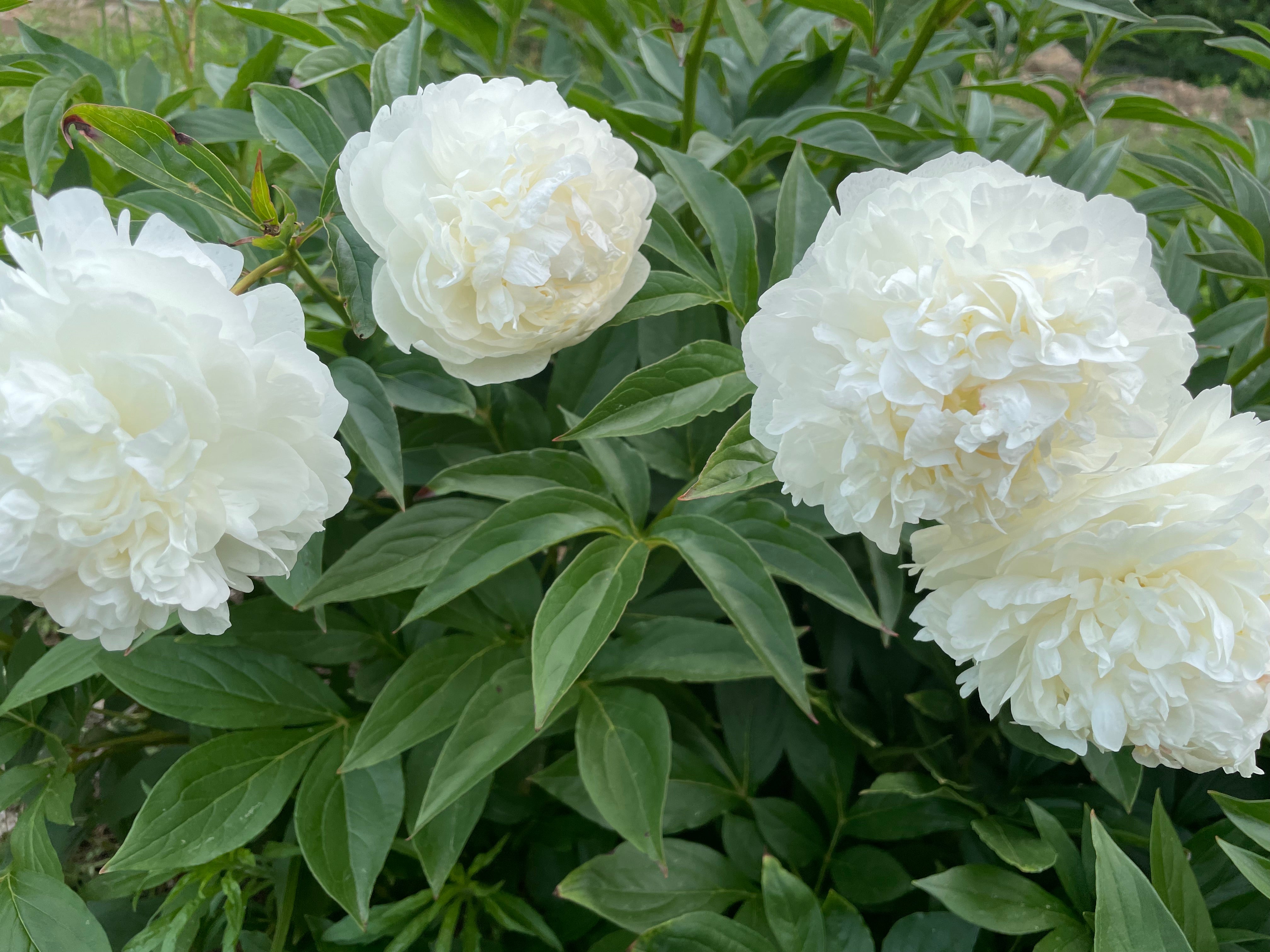 Paeonia lactiflora, 'Thura Hires' heirloom herbaceous peony – Cricket ...