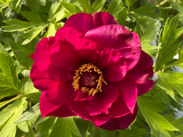 Paeonia, 'Wild Forest Blackberry' hybrid tree peony – Cricket Hill Garden