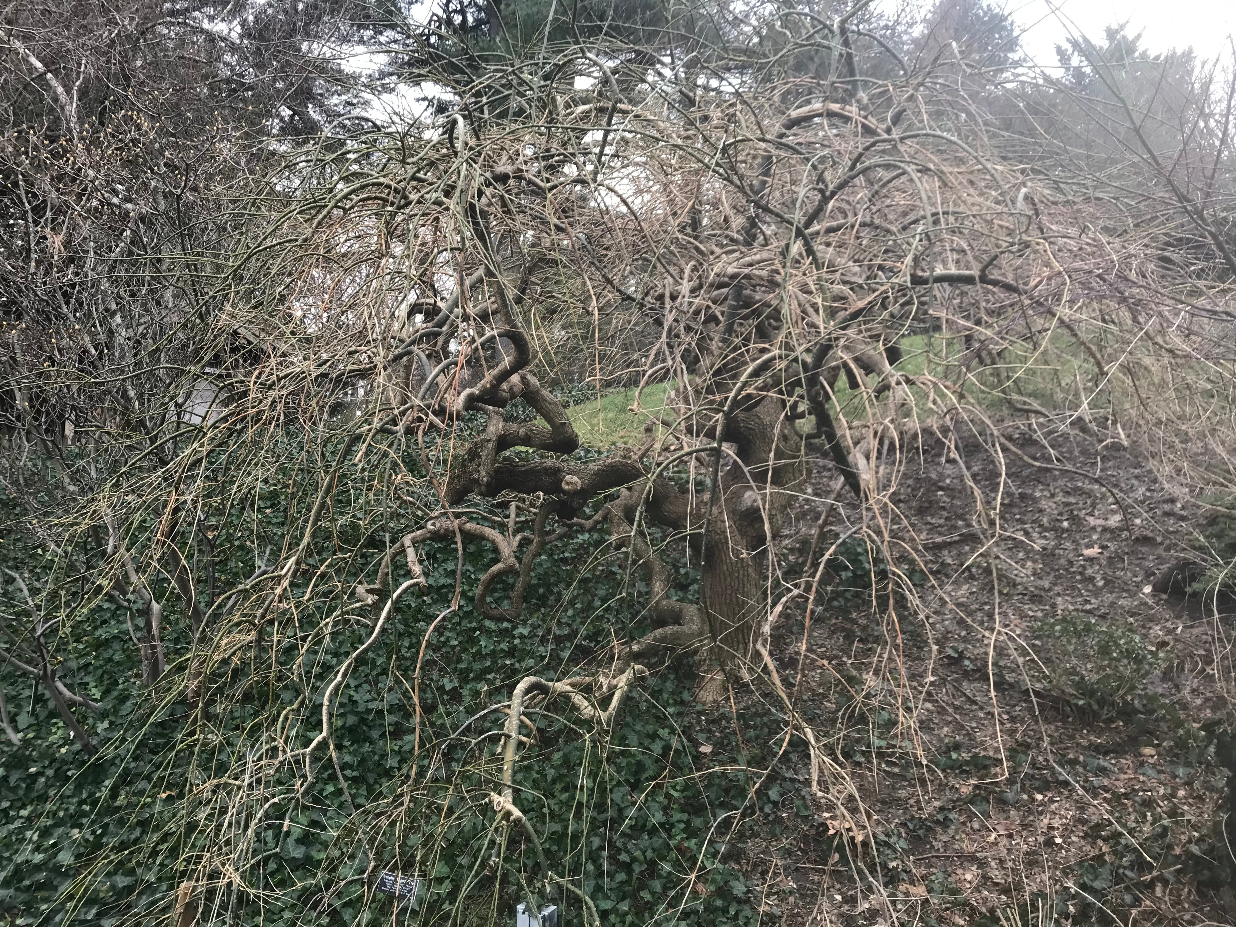 Styphnolobium japonica 'Pendula', Weeping Japanese Scholar Tree ...