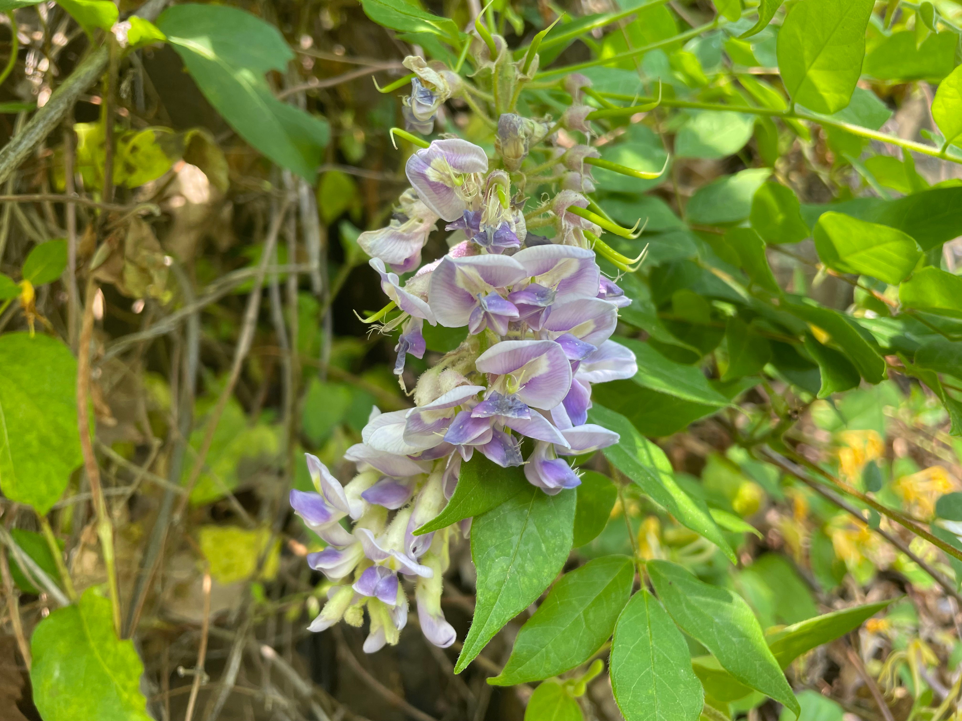 Wisteria frutescens, Native wisteria – Cricket Hill Garden