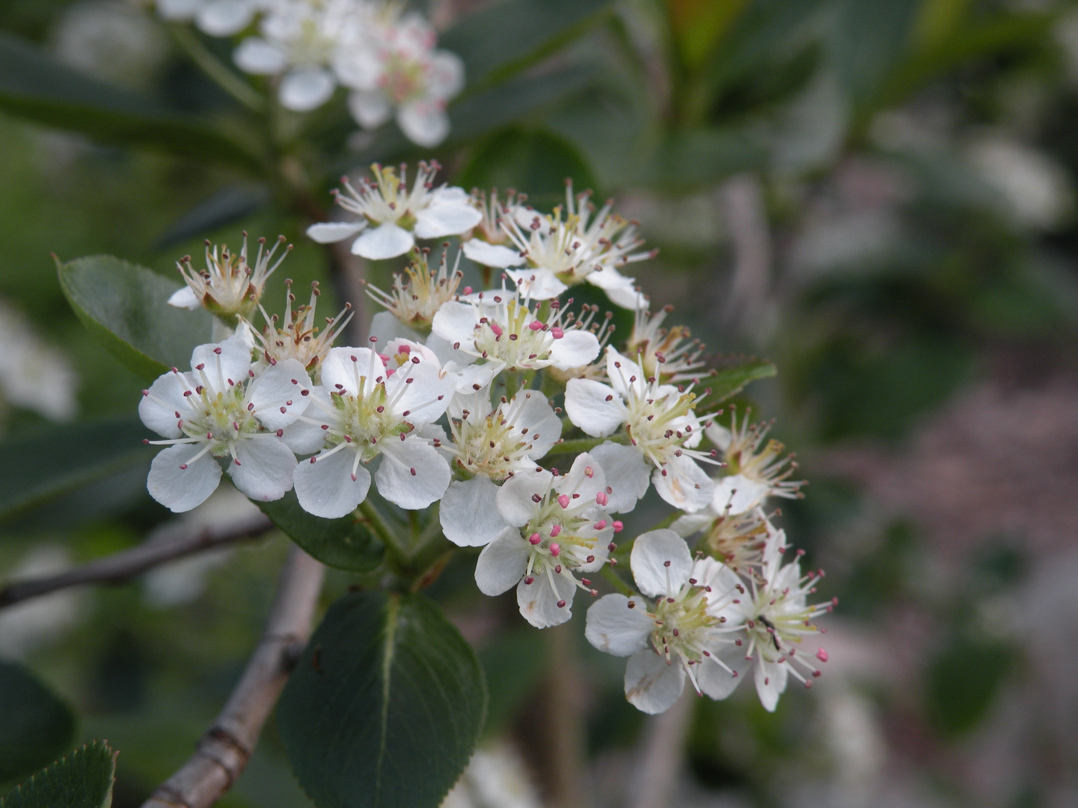 Aronia melanocarpa, 'Nero' – Cricket Hill Garden