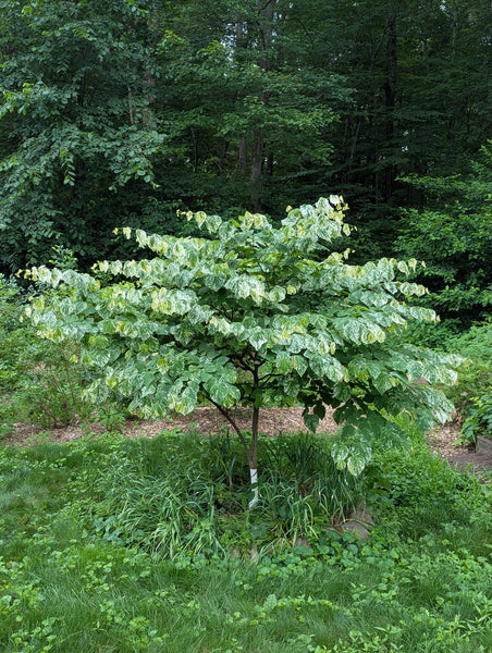Cercis canadensis, 'Alley Cat' Redbud – Cricket Hill Garden