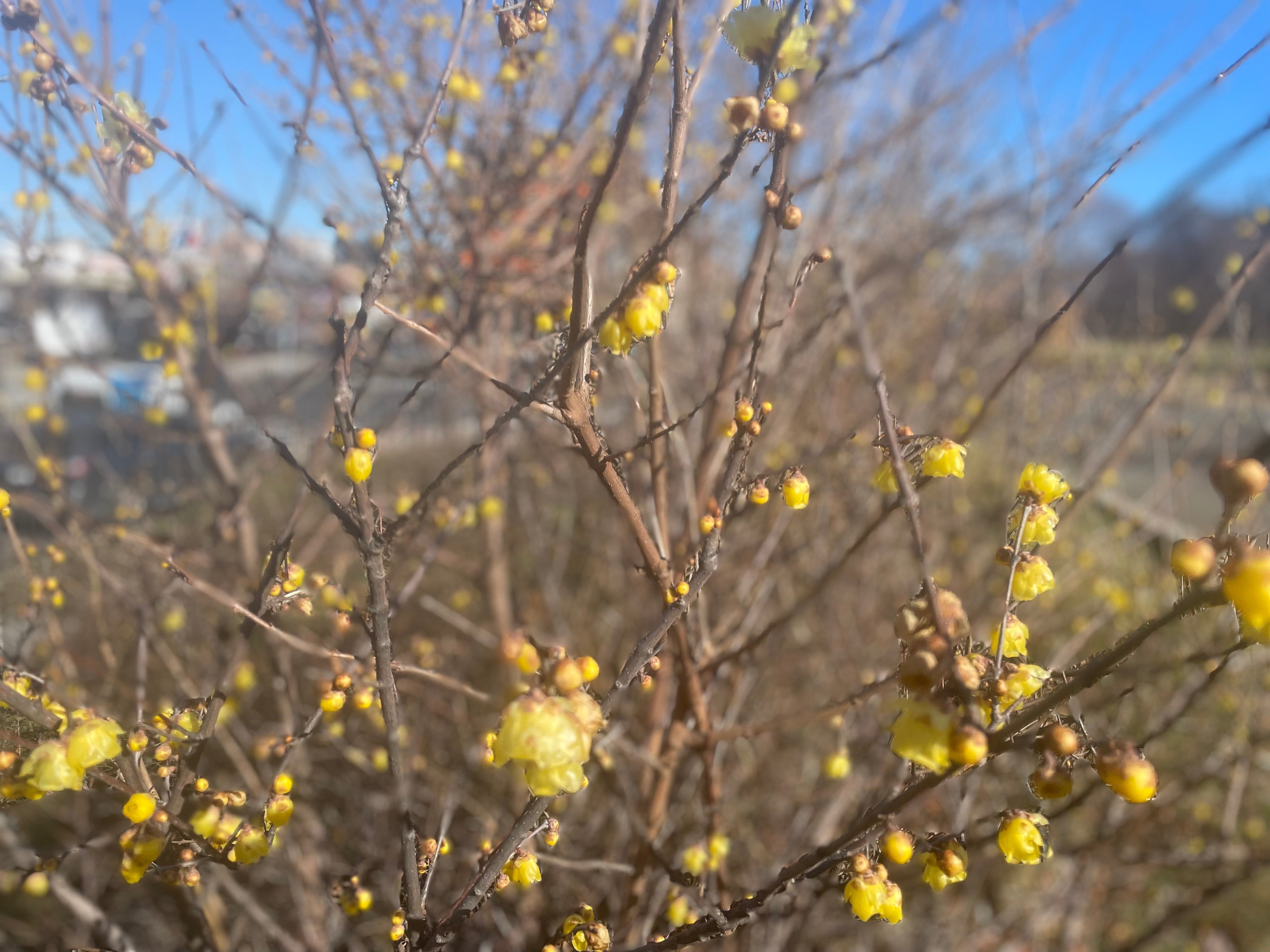 Chimonanthus praecox, Wintersweet 蜡梅 – Cricket Hill Garden