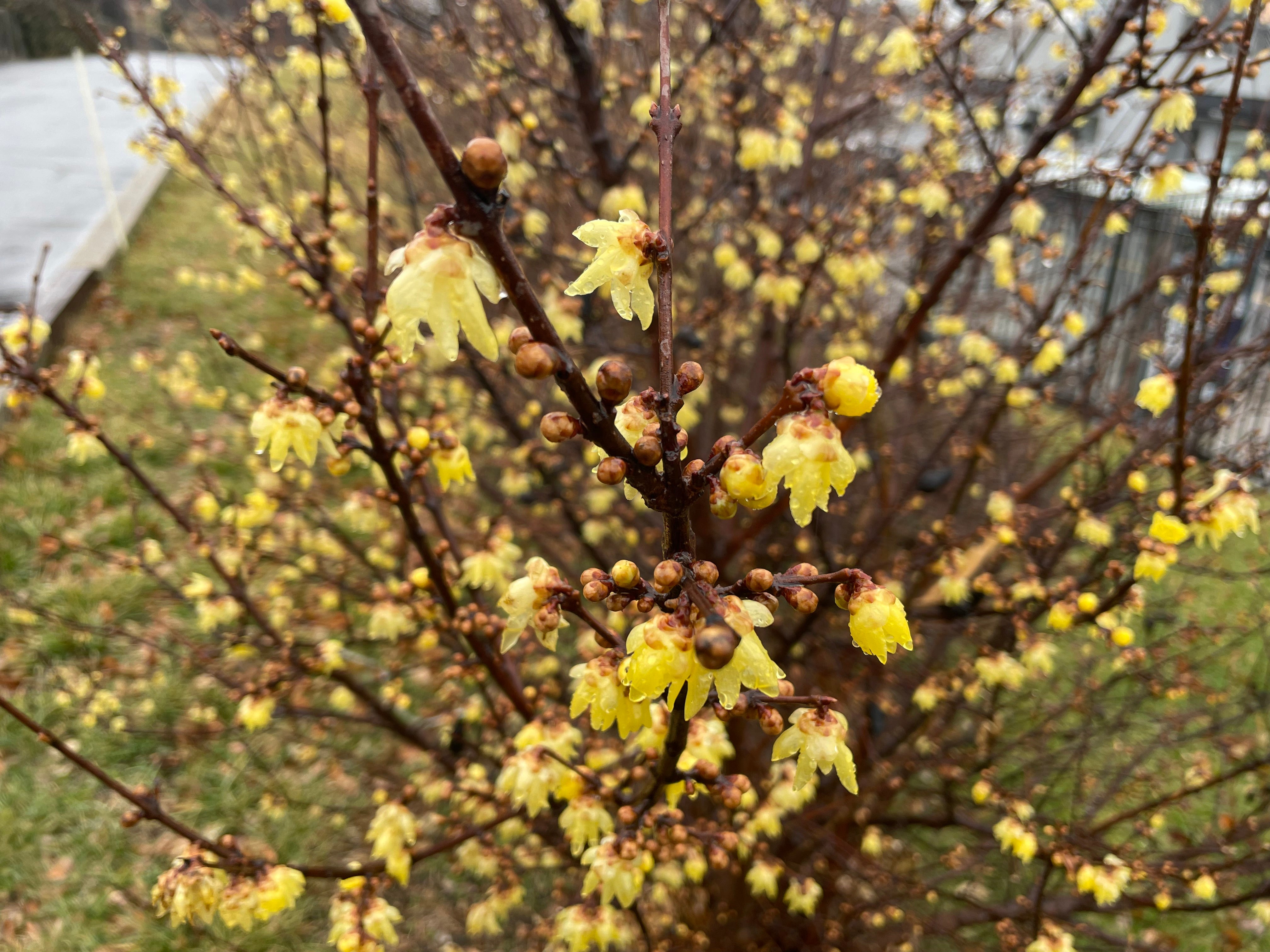 Chimonanthus praecox, Wintersweet 蜡梅 – Cricket Hill Garden