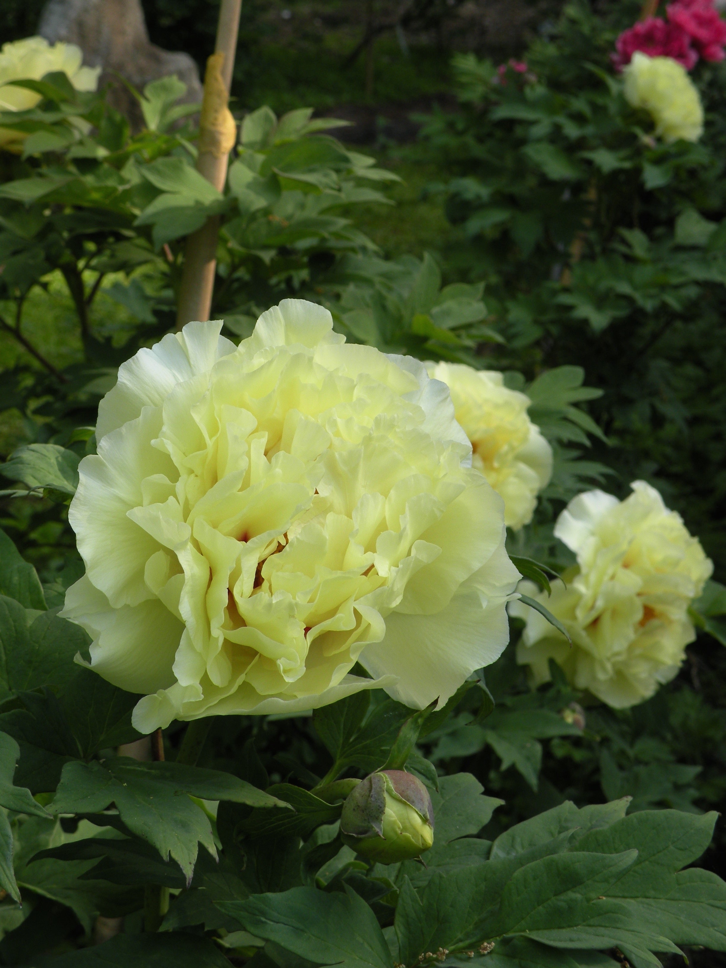 Golden Crown | Yellow Japanese Tree Peony – Cricket Hill Garden