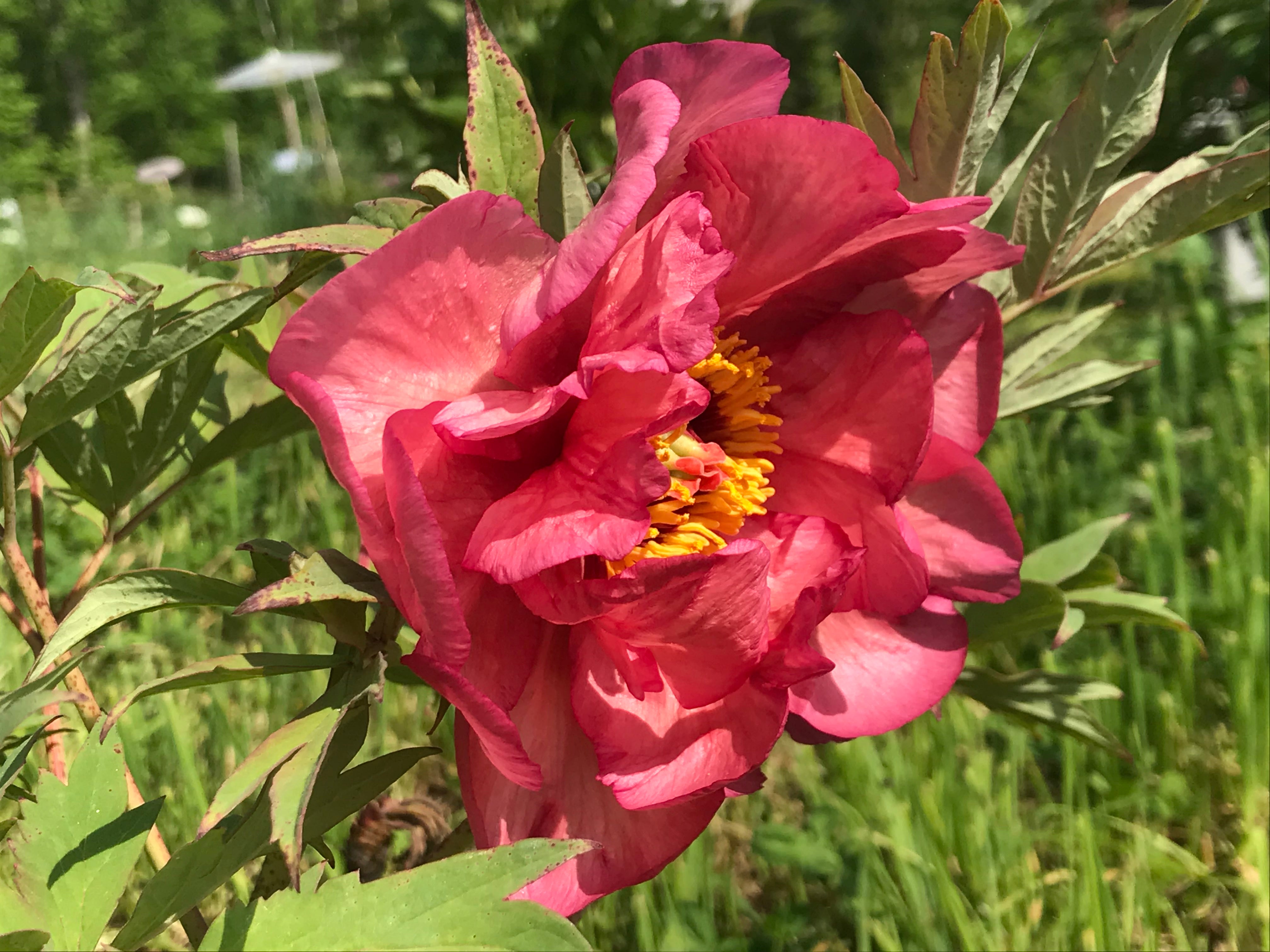 Paeonia, 'Hesperus' hybrid tree peony SPECIMEN PLANT – Cricket Hill Garden