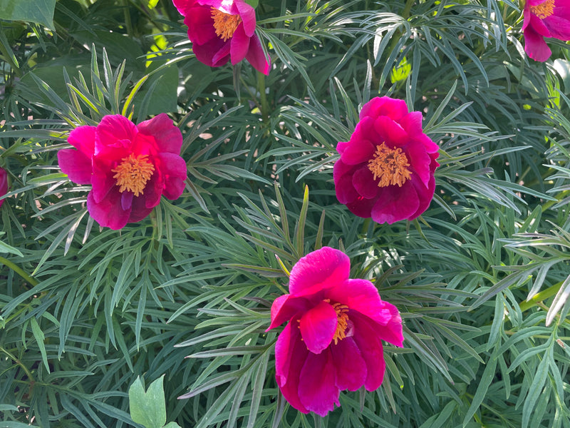 Scarlet O'Hara | Hybrid Red Peony – Cricket Hill Garden
