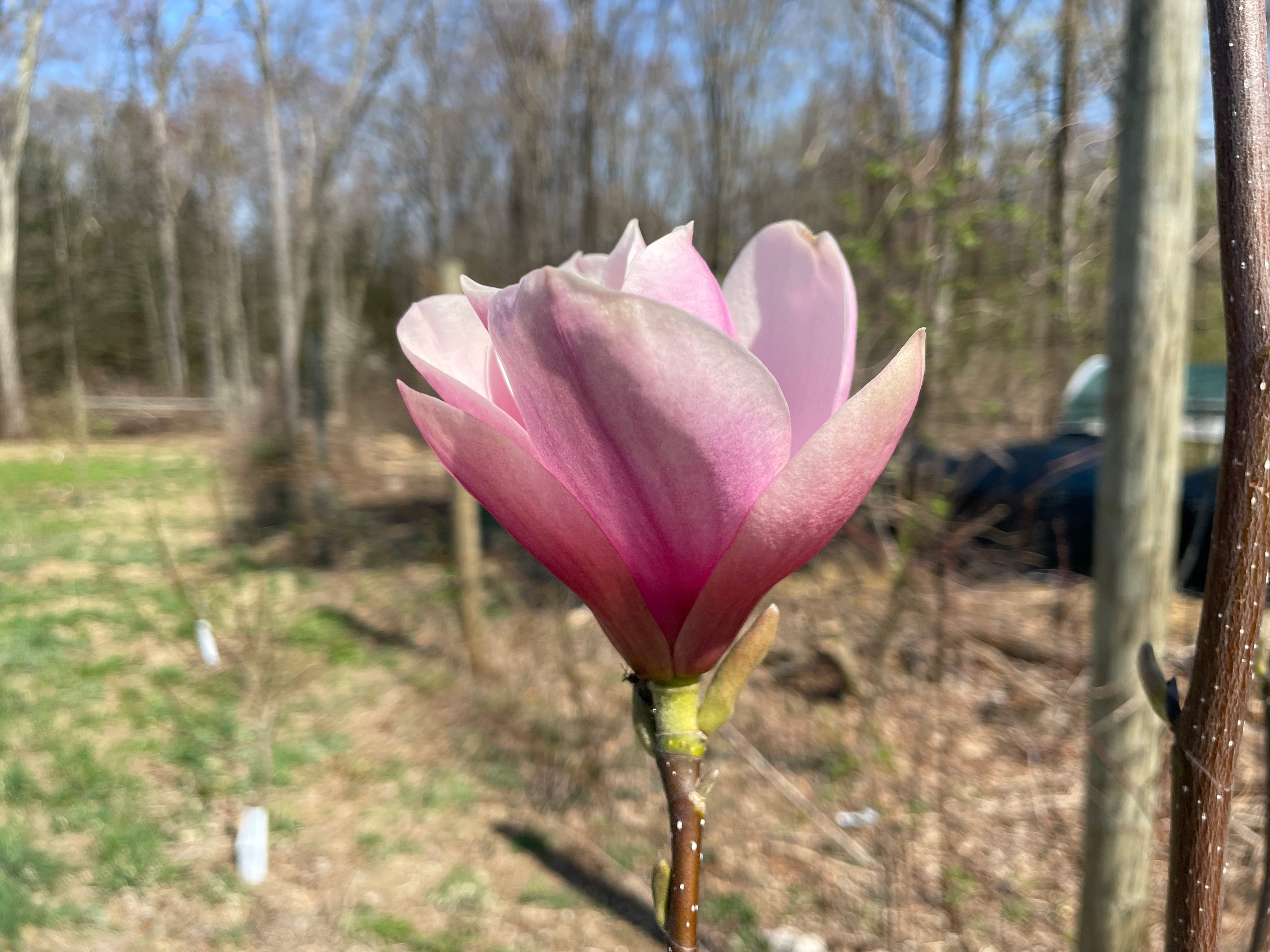 Magnolia, 'Galaxy' – Cricket Hill Garden