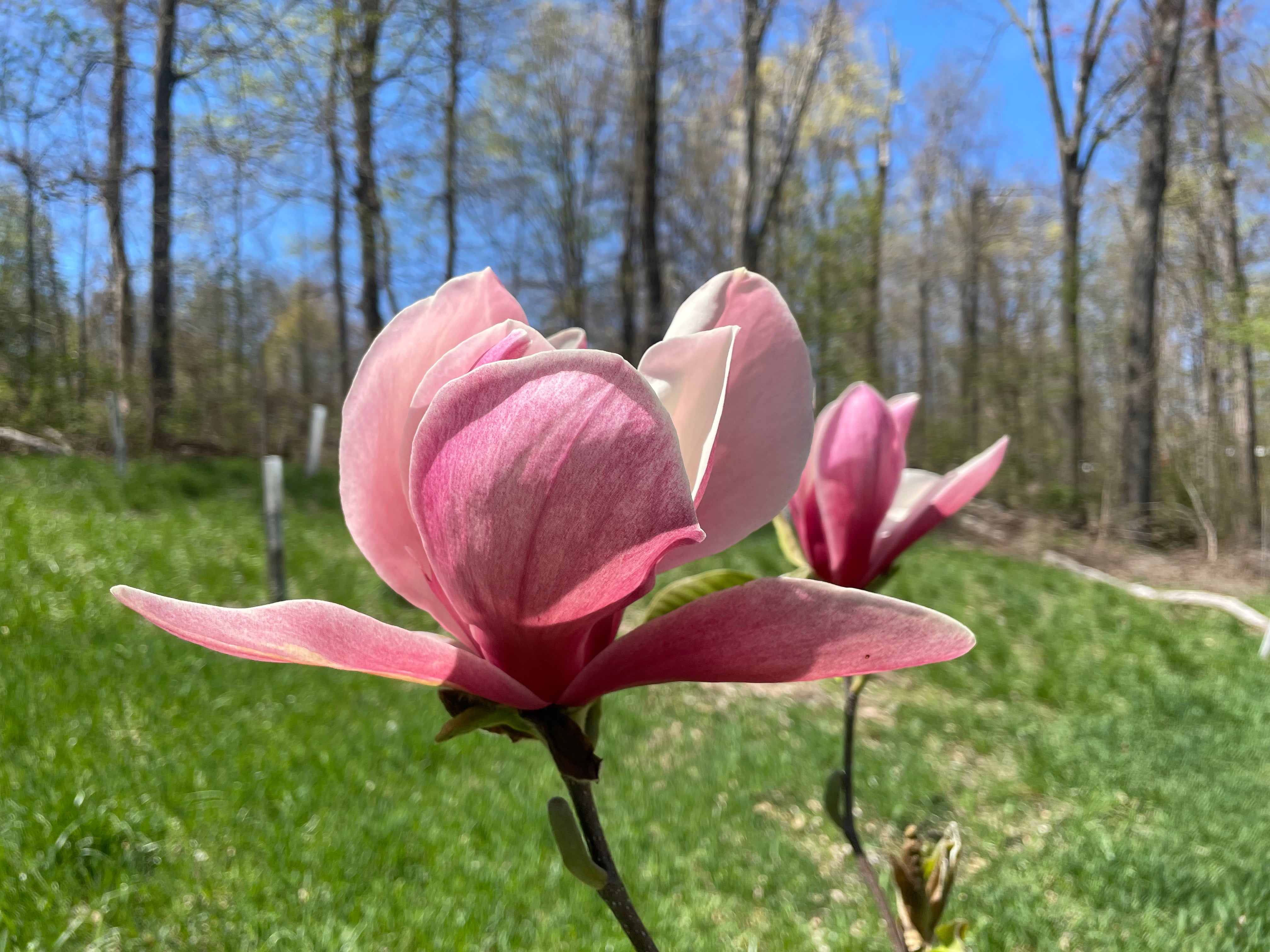 Magnolia, 'Red Baron' – Cricket Hill Garden