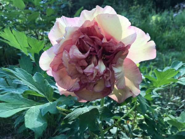 Paeonia, 'Bellbird' hybrid tree peony – Cricket Hill Garden