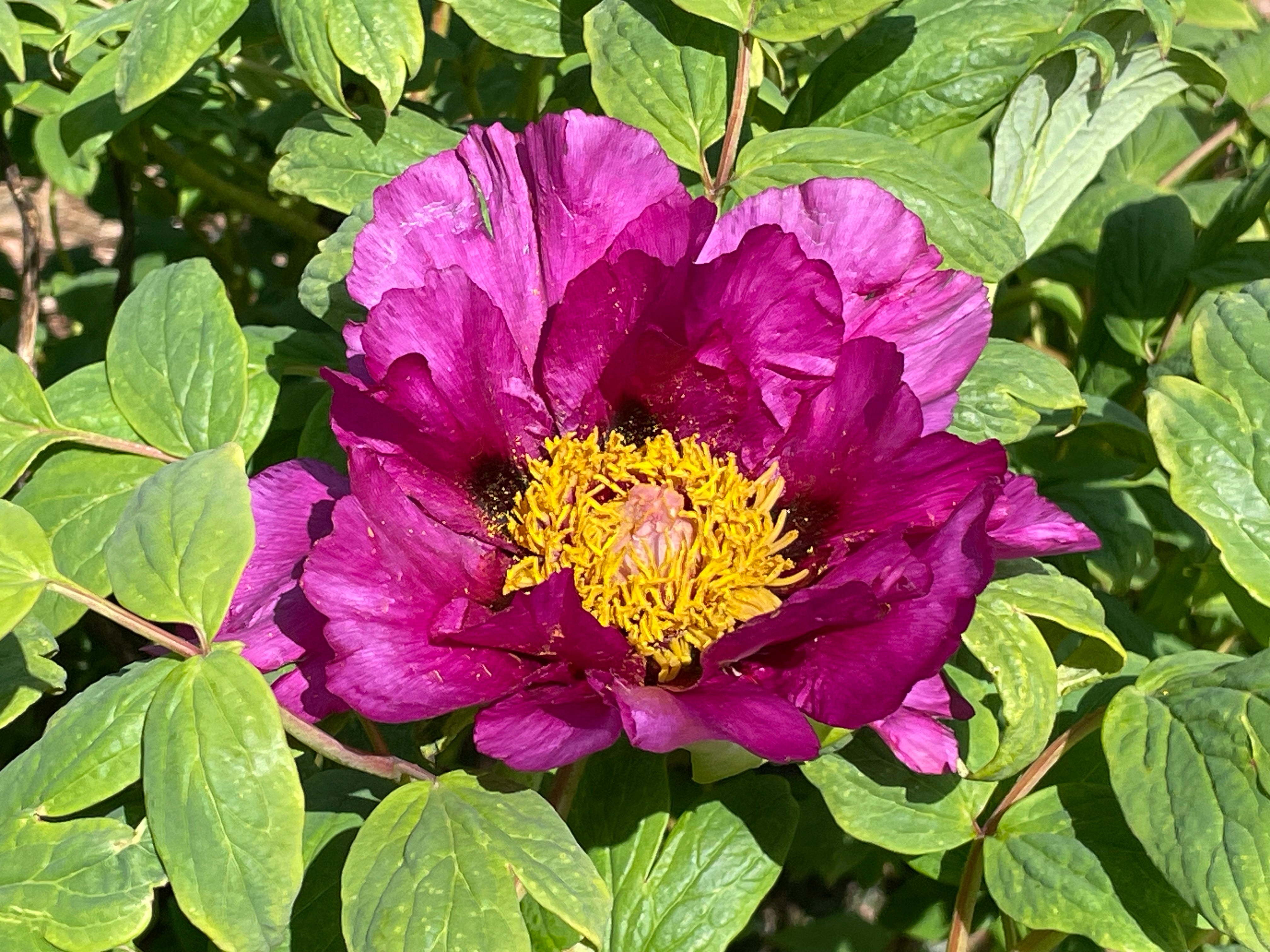 Era of Purple | Japanese Tree Peony – Cricket Hill Garden