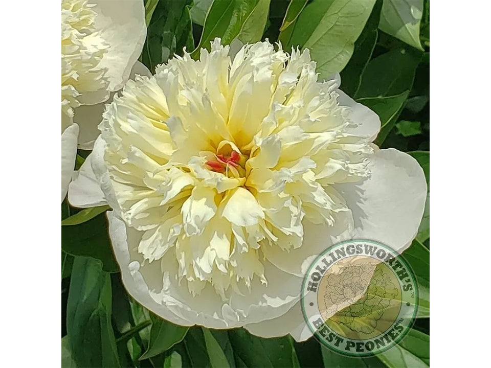 Paeonia lactifora 'Immaculee' herbaceous peony PICK UP – Cricket Hill ...