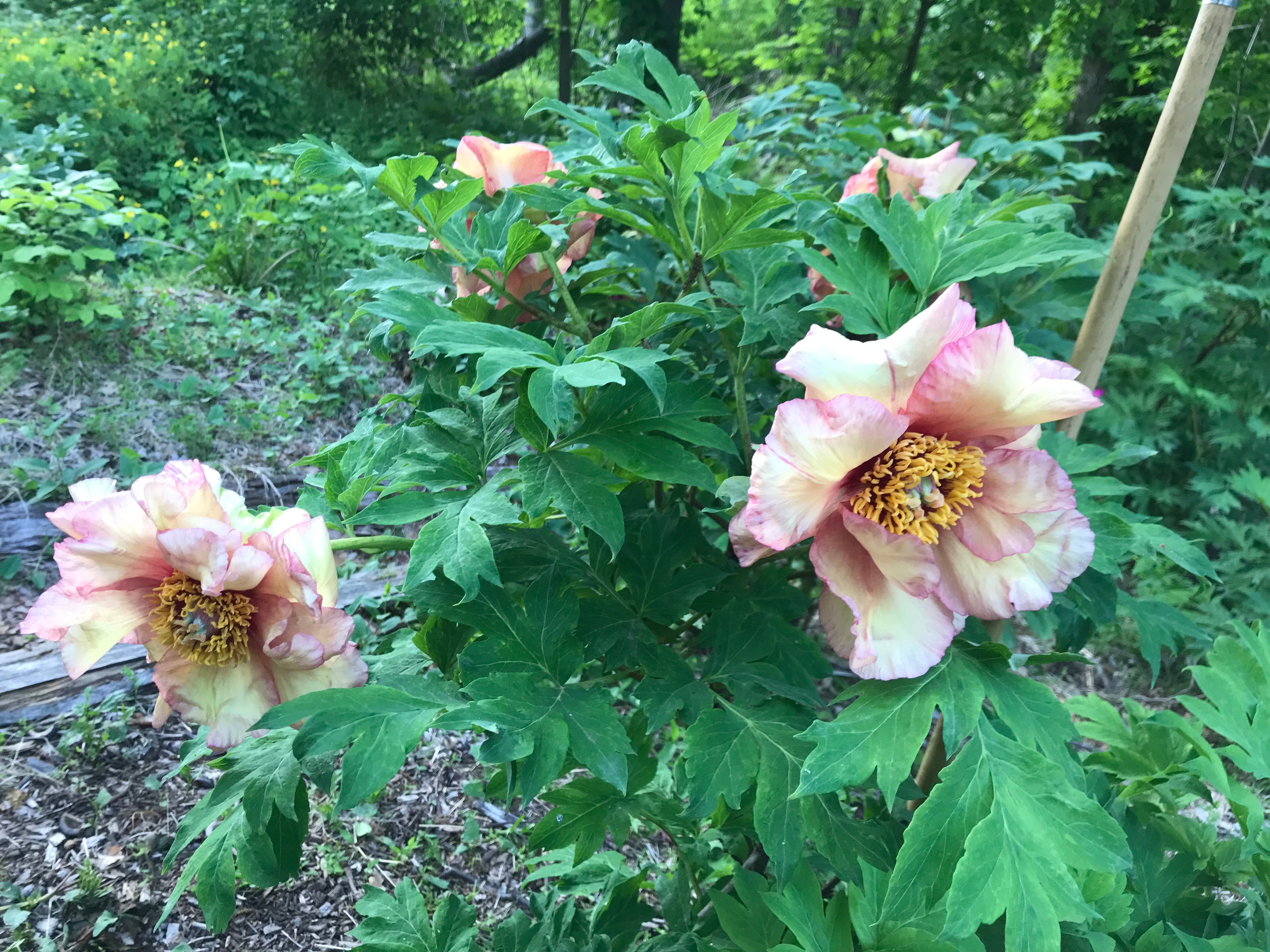 Ruffled Sunset | Pesticide-Free Tree Peony – Cricket Hill Garden