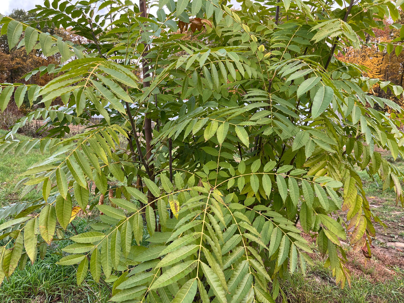 Toona sinensis, Chinese toon tree – Cricket Hill Garden