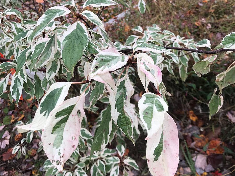 variegated cornus tree