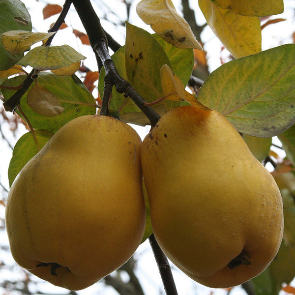 quince tree zone