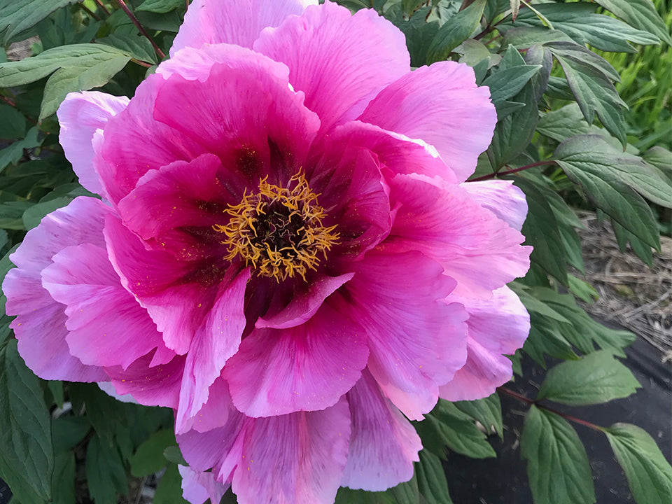 Paeonia suffruticosa, 'Palace of Fragrant Flowers' Japanese Tree Peony ...