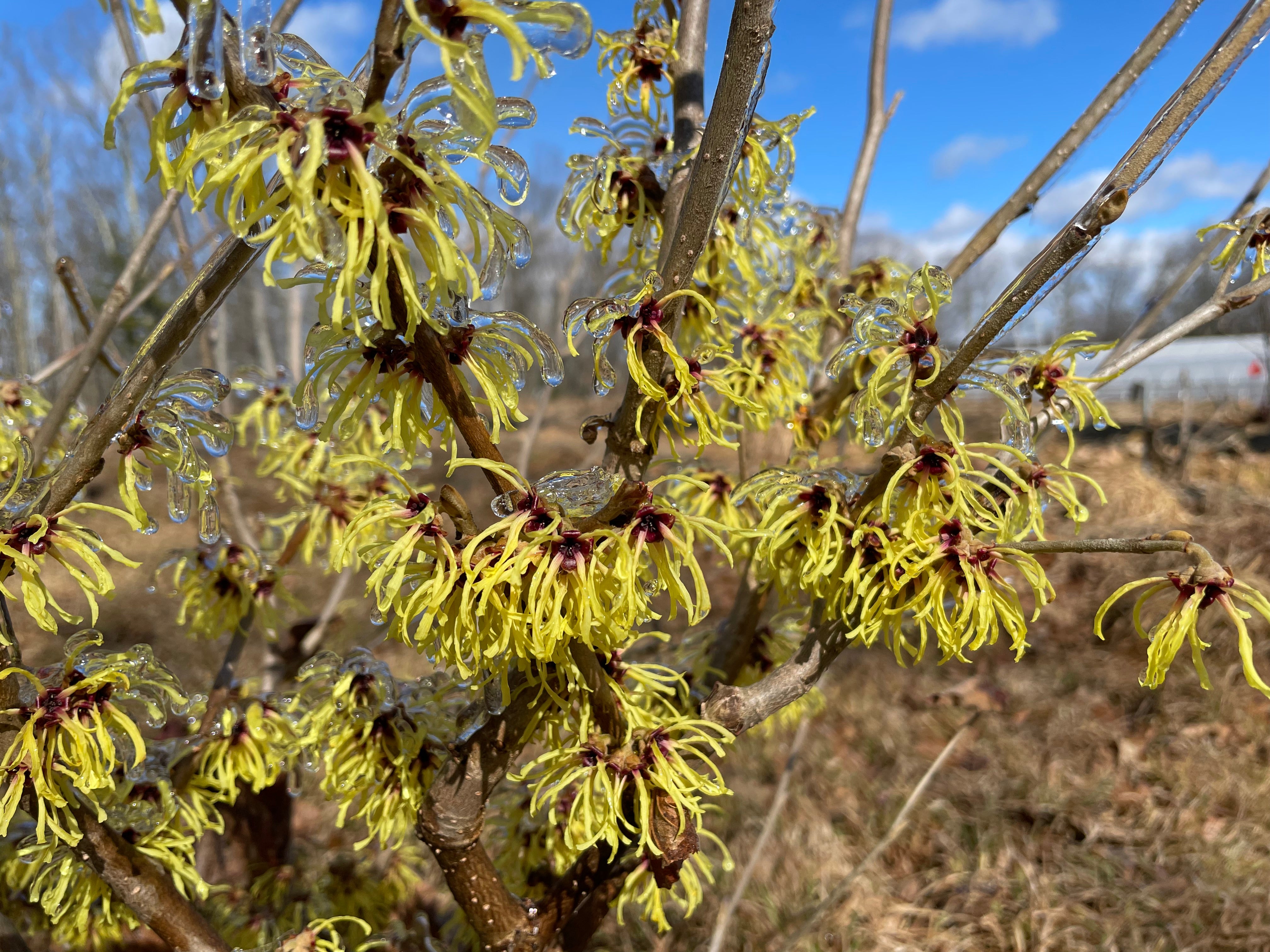 Hamamelis x intermedia, 'Primavera' Witch Hazel – Cricket Hill Garden