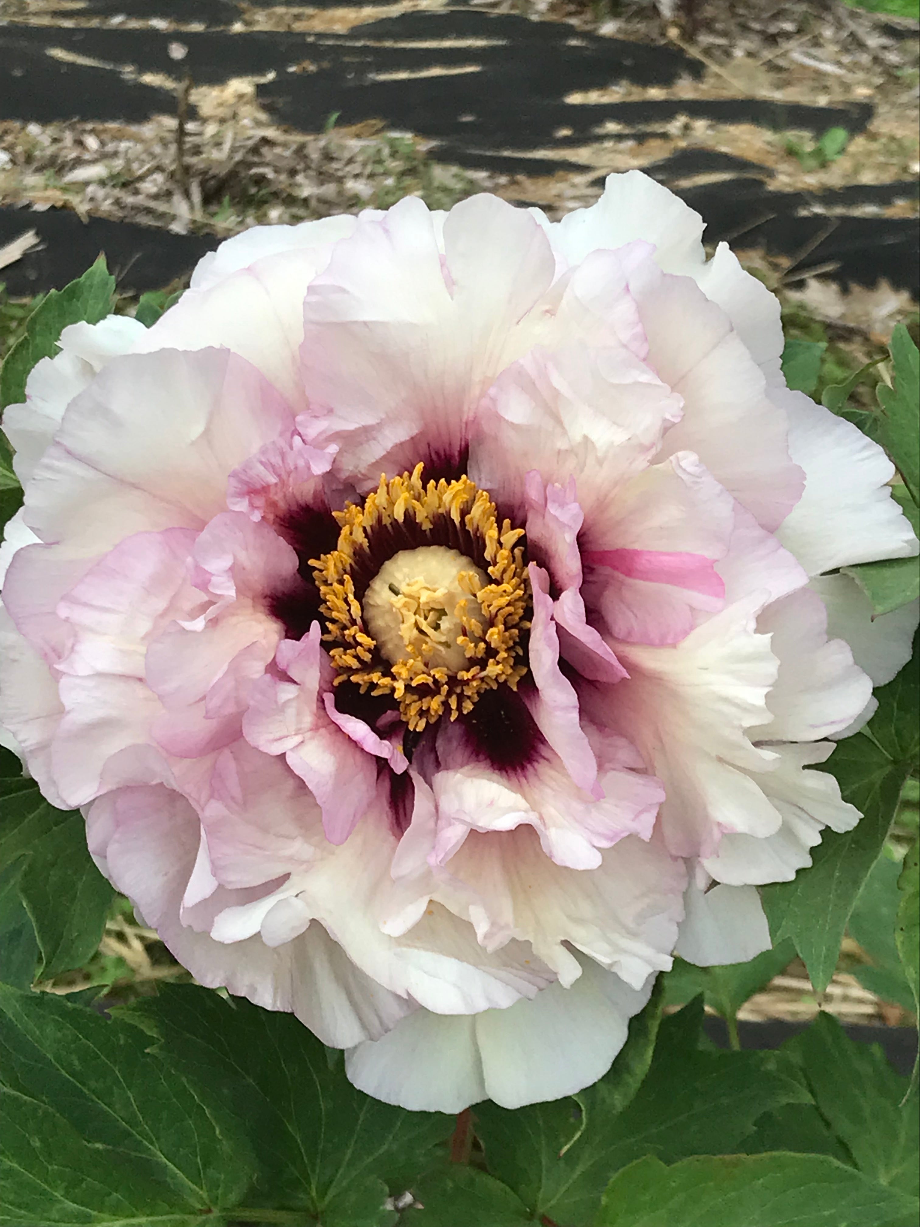 Paeonia, 'Zephyrus' American hybrid tree peony – Cricket Hill Garden
