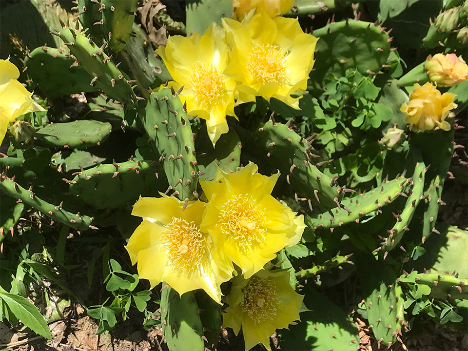 Opuntia, Hardy Prickly Pear Cactus – Cricket Hill Garden