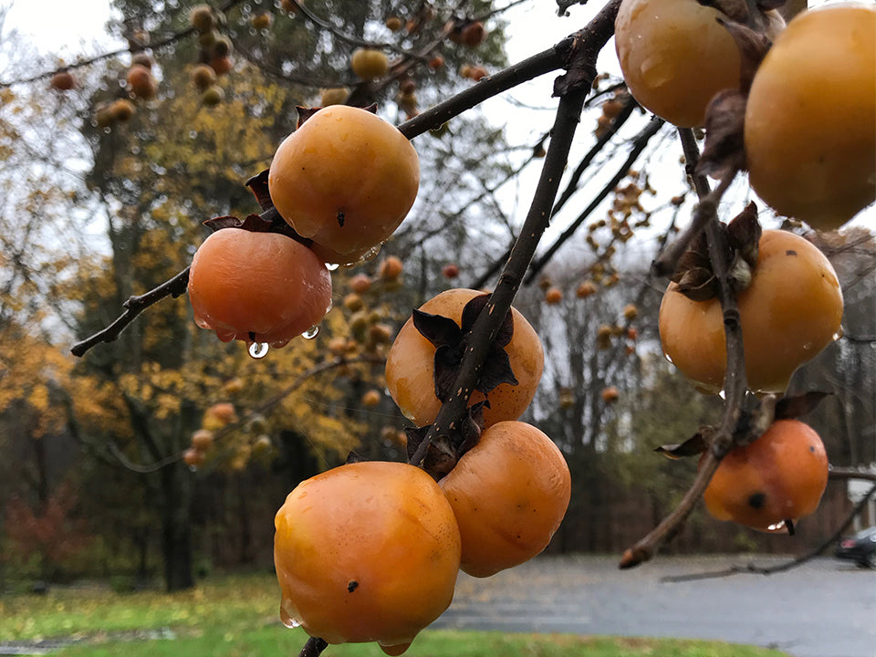 Diospyros, 'Valeene Beauty' persimmon – Cricket Hill Garden