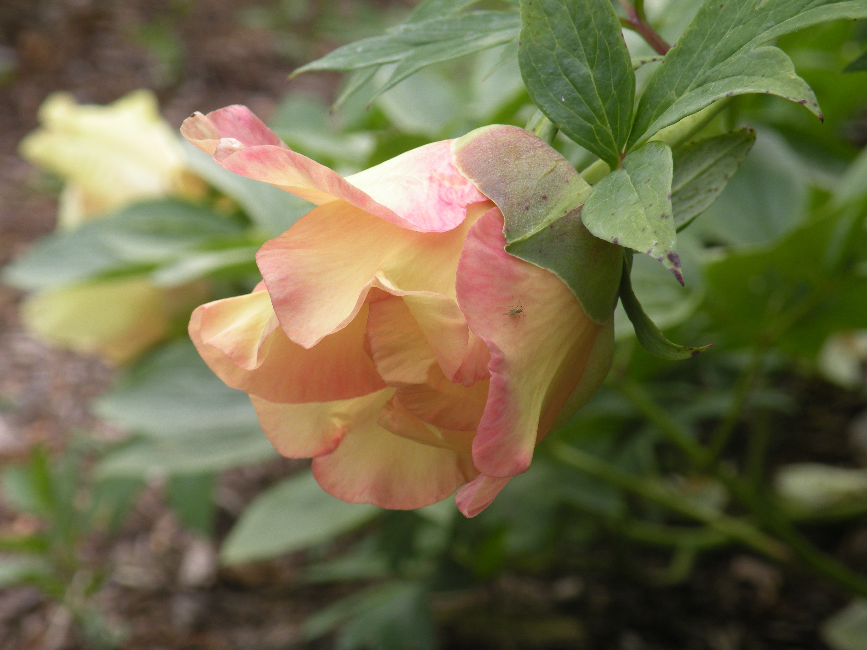 Paeonia, 'Antigone' hybrid tree peony – Cricket Hill Garden