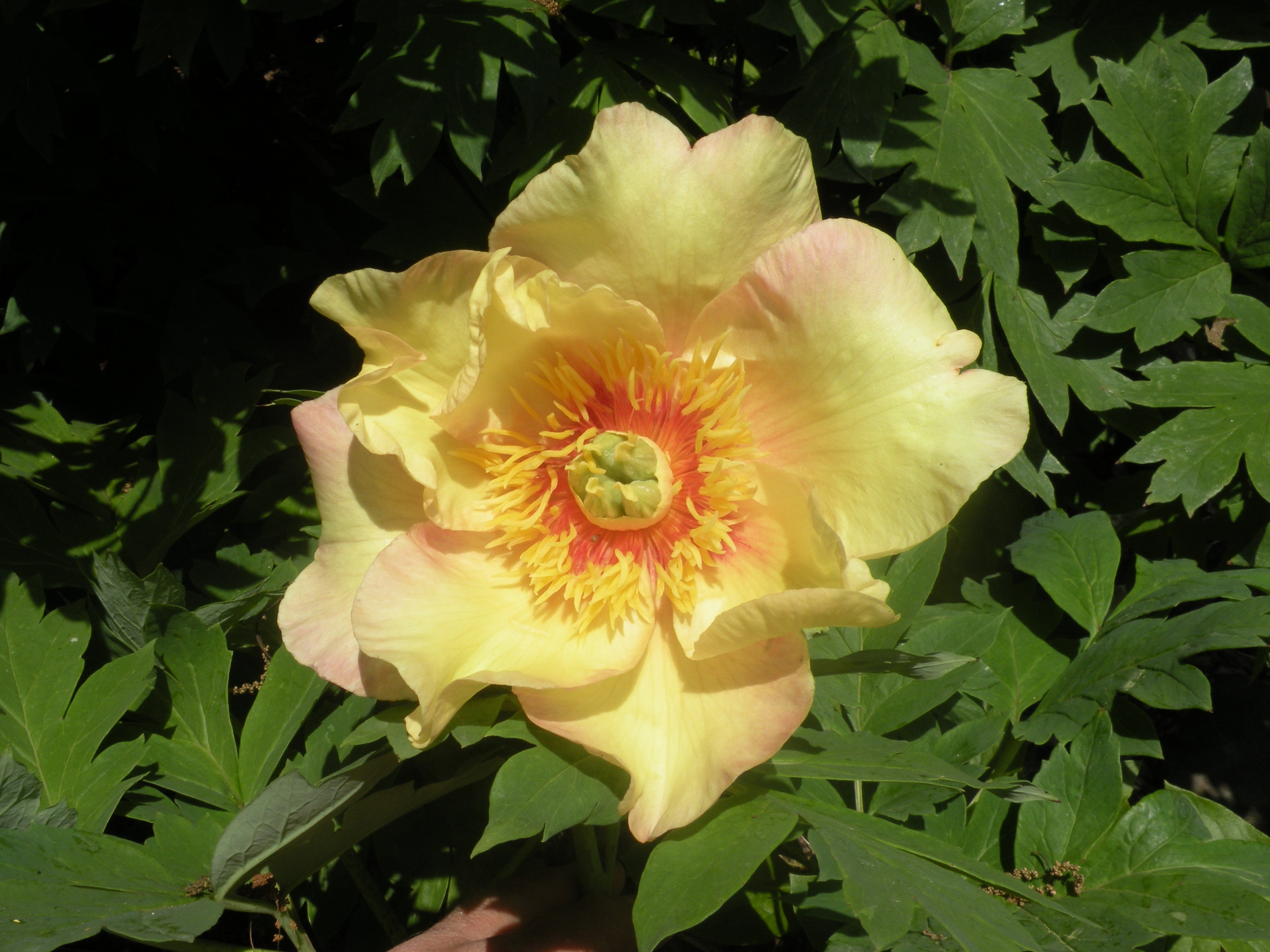 Paeonia, 'Antigone' hybrid tree peony – Cricket Hill Garden