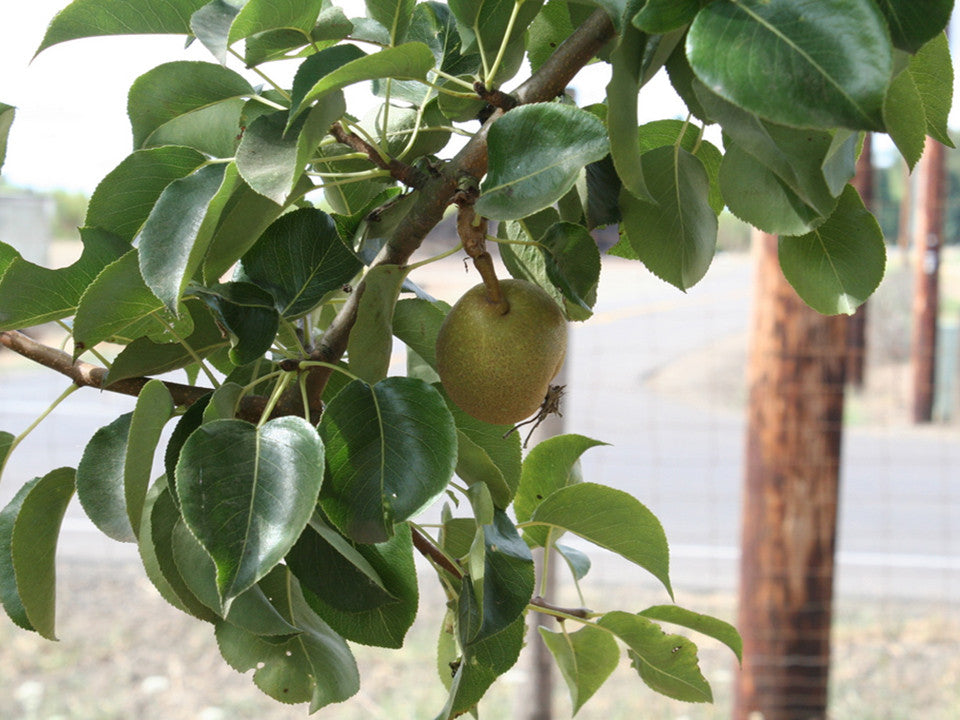 Perry Pear, 'Barnet' – Cricket Hill Garden