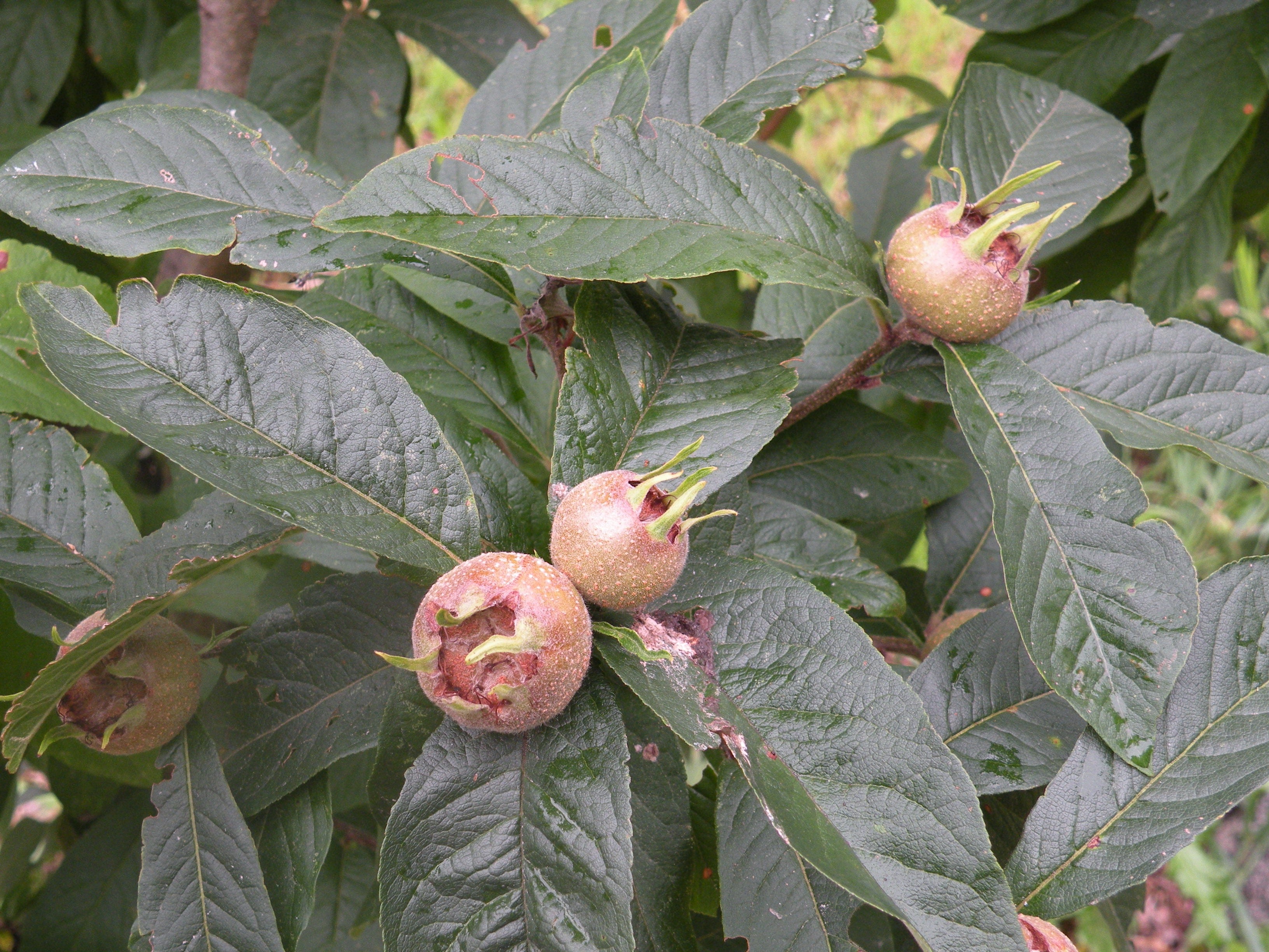 Mespilus, 'Breda Giant' medlar – Cricket Hill Garden