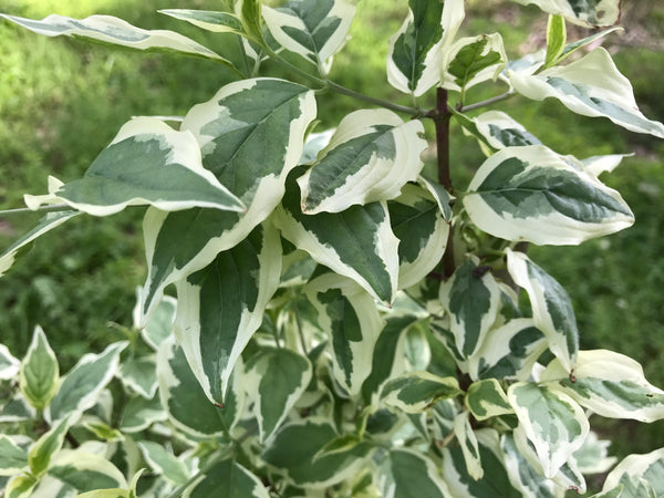 Fruits and Berries for Shipping – Cricket Hill Garden
