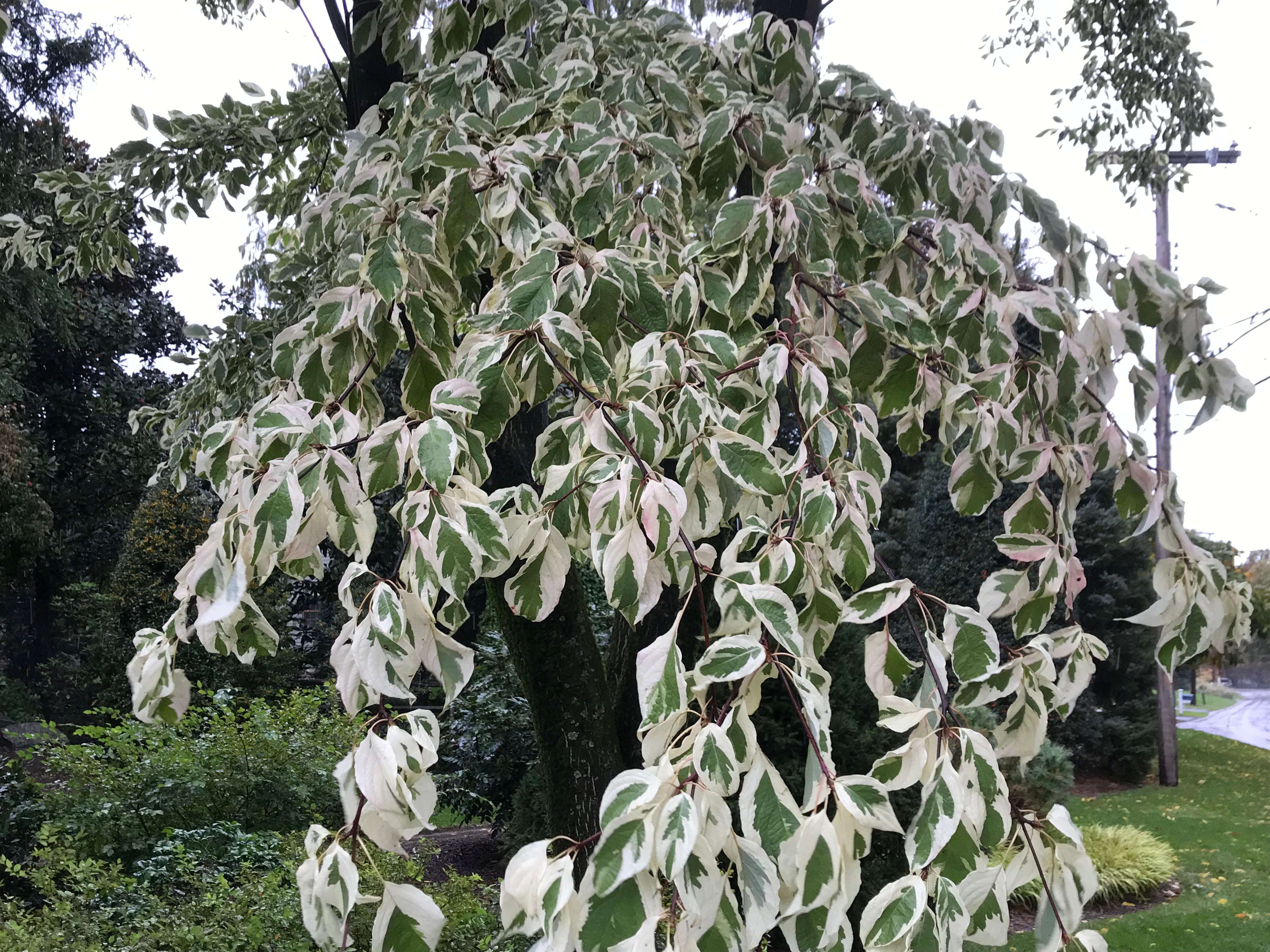 Cornus controversa, 'Variegata' Variegated Giant Dogwood – Cricket Hill ...