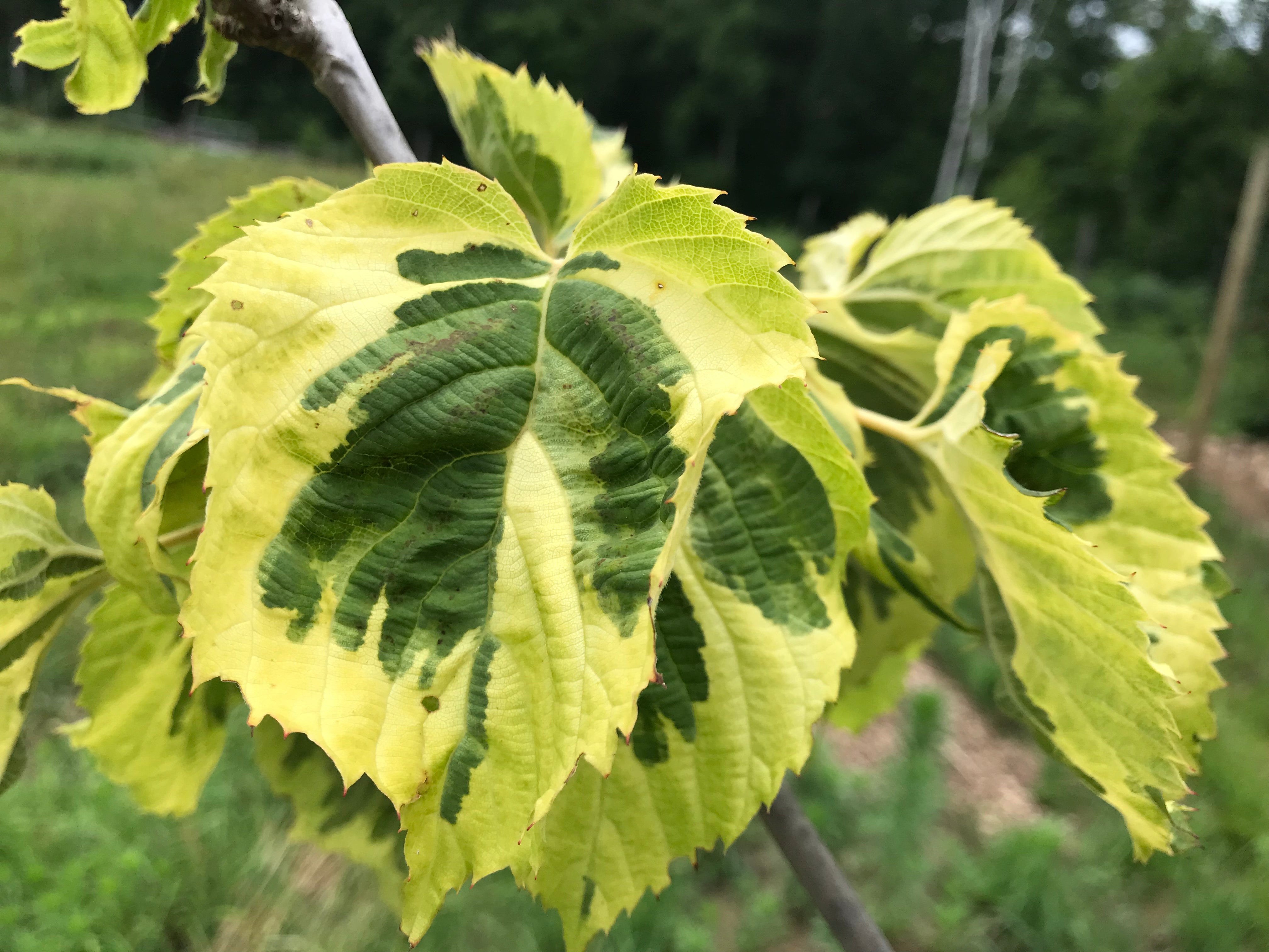 Davidia involucrata, ‘Aya Nishiki’ Dove Tree – Cricket Hill Garden