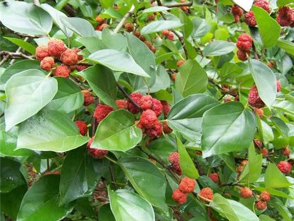 Cudrania, 'Edible Landscaping Seedless' Che Chinese melonberry ...