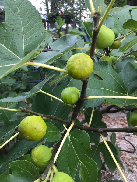 Ficus, Mr. DiNunzio's white fig – Cricket Hill Garden