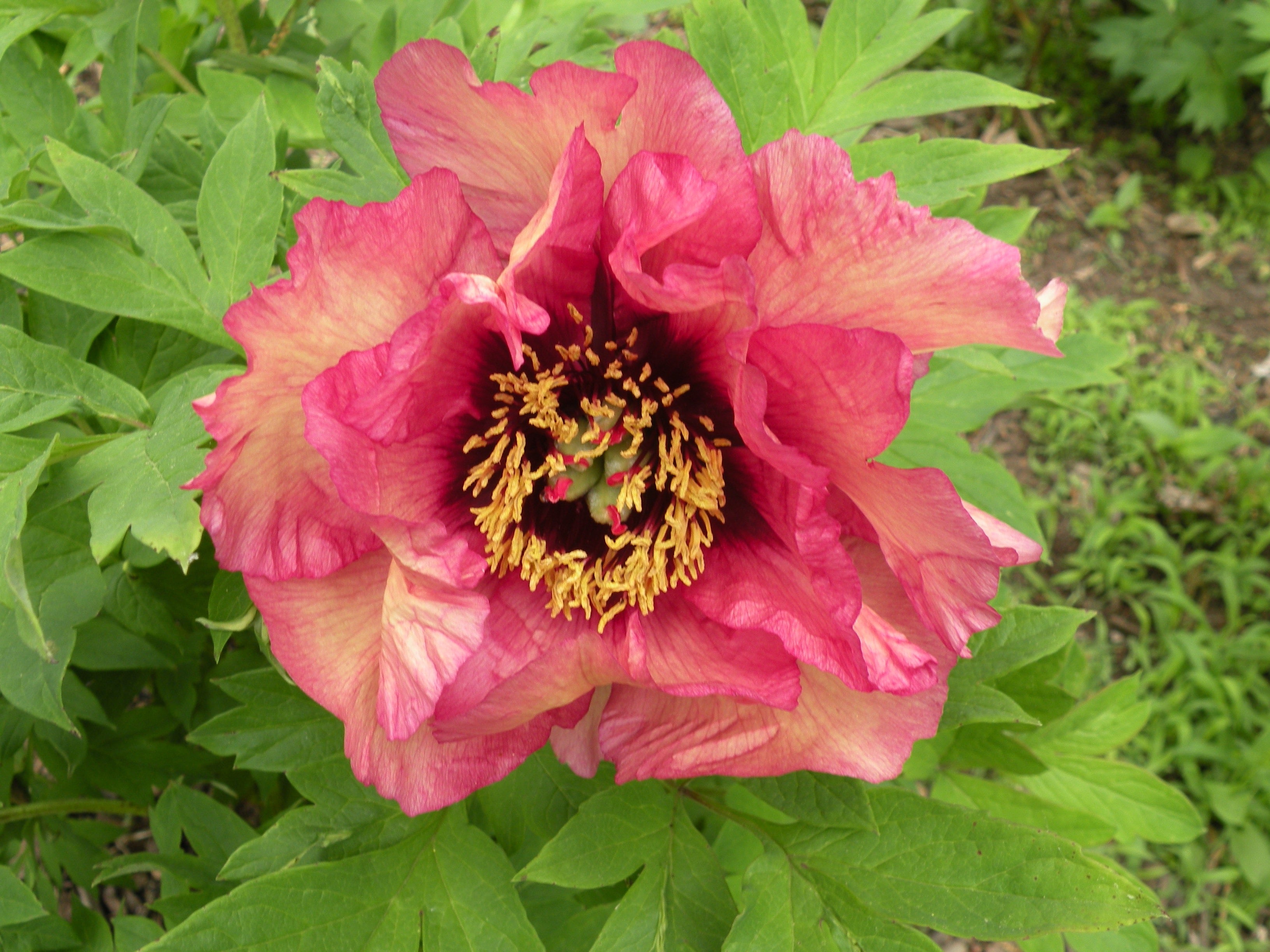 Gauguin | Hybrid Tree Peony – Cricket Hill Garden